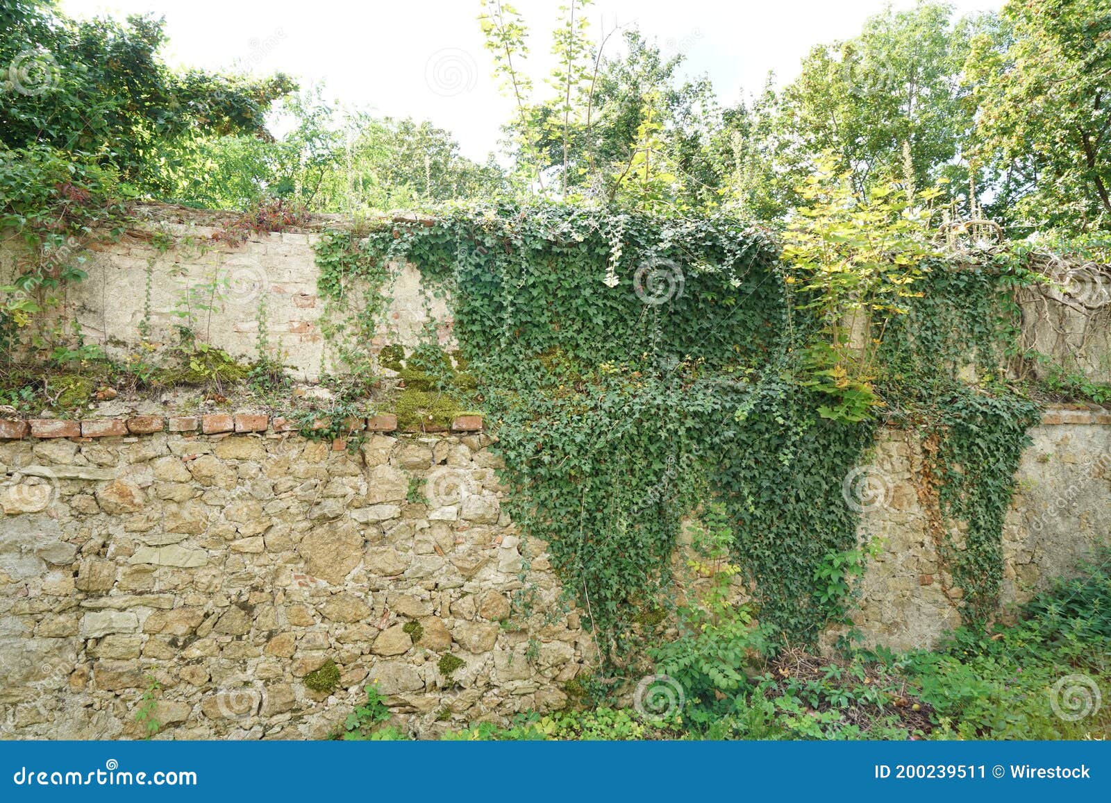 Beautiful Shot of a Stone Wall Overgrown with Vegetation Stock Image ...