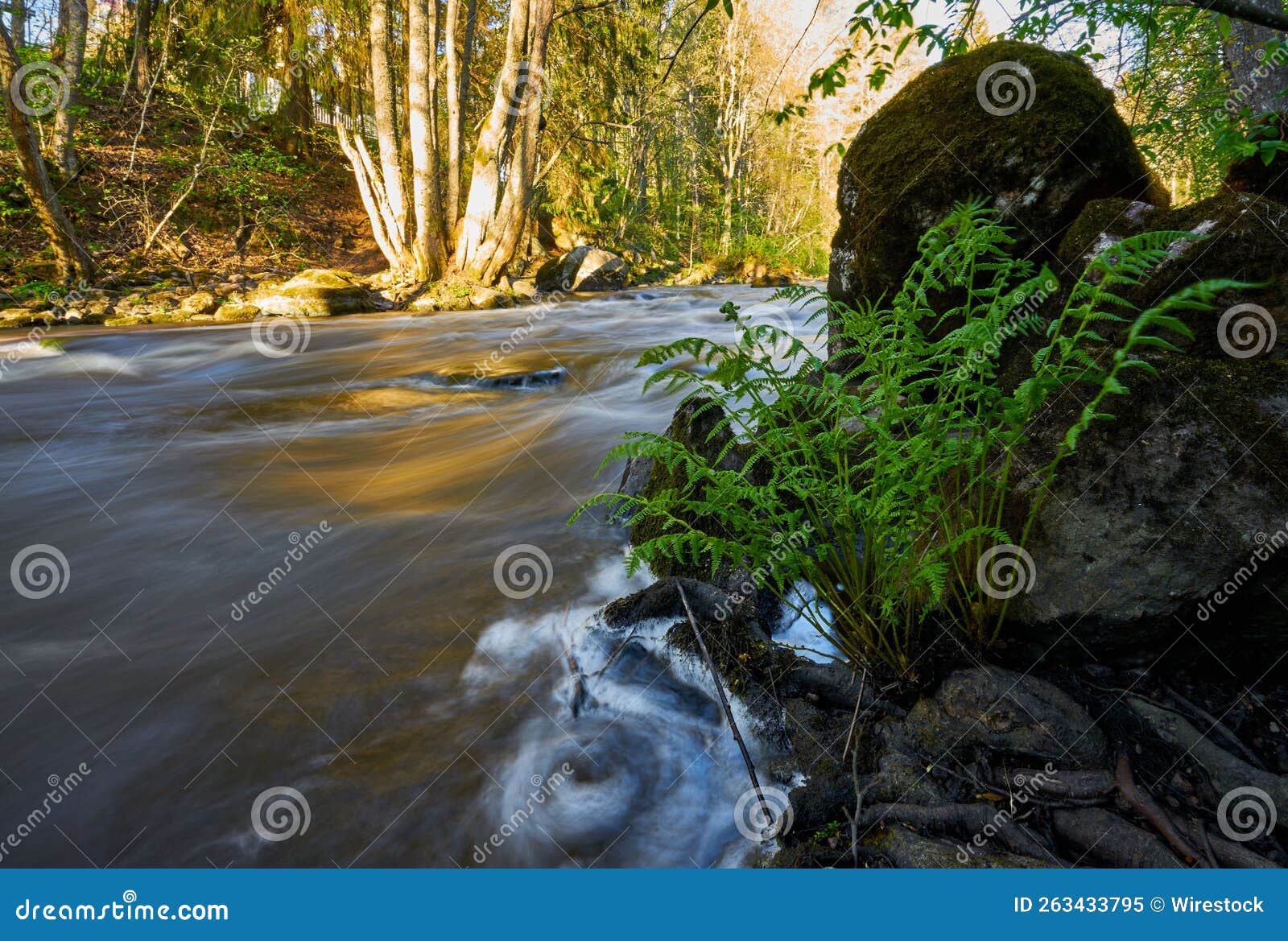 Beautiful Shot of a Streaming Rocky River in the Woods Stock Image ...