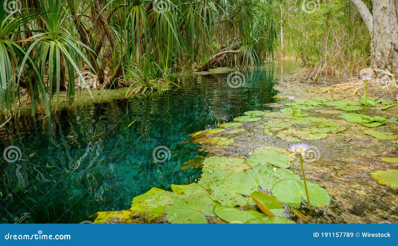 Beautiful Shot of Swamp with Algae and Trees in it Stock Image - Image ...