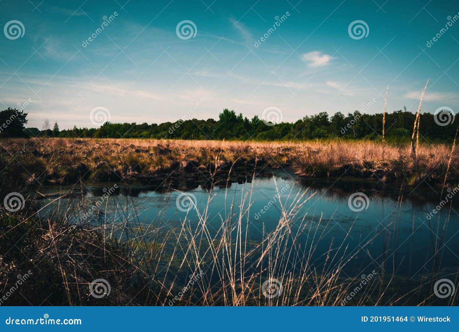 Beautiful Shot of Swamp Reflecting the Sky Stock Photo - Image of blue ...