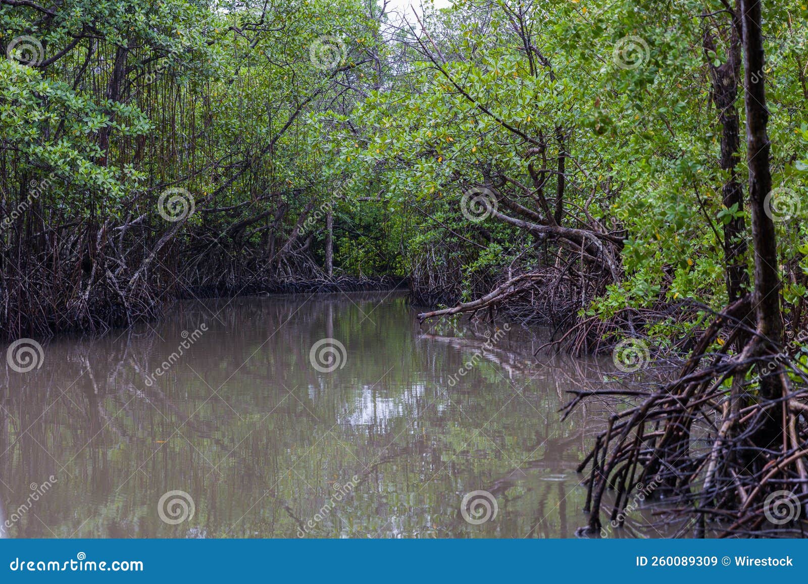 Beautiful Shot of a Swamp with Vegetation Stock Image - Image of scenic ...
