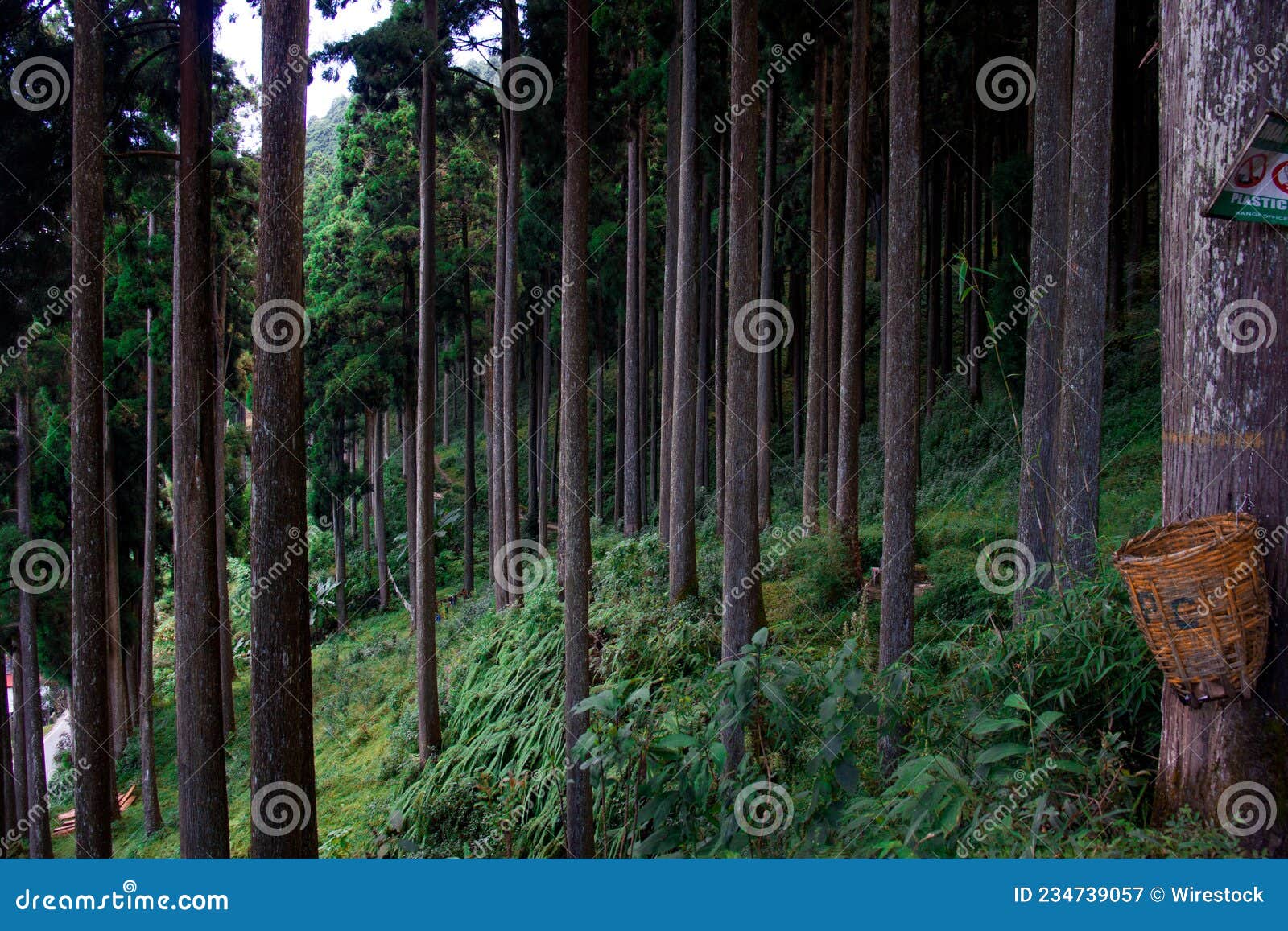 Beautiful Shot of Tall Thin Trees in a Forest Stock Image - Image of ...