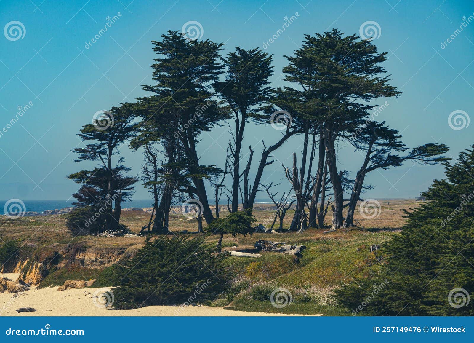 Beautiful Shot of Tall Trees Growing a the Beach Stock Photo - Image of ...