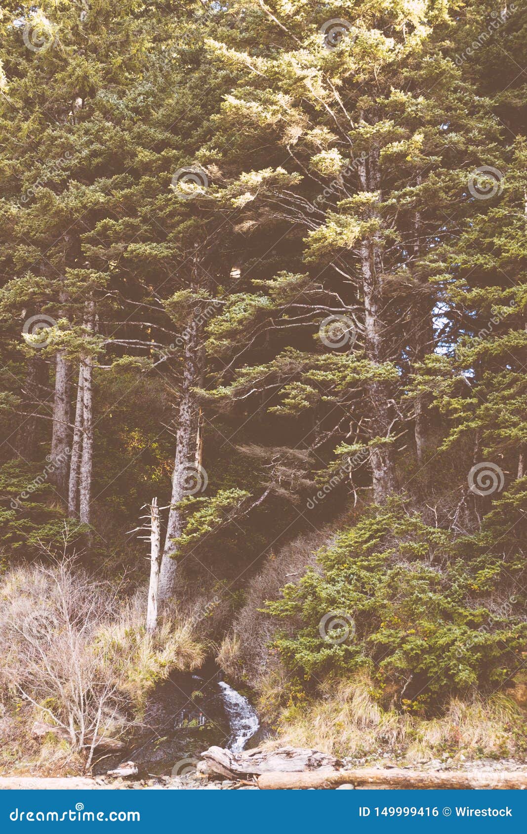 Beautiful Shot of a Thick Forest Side Stock Photo - Image of landscape ...