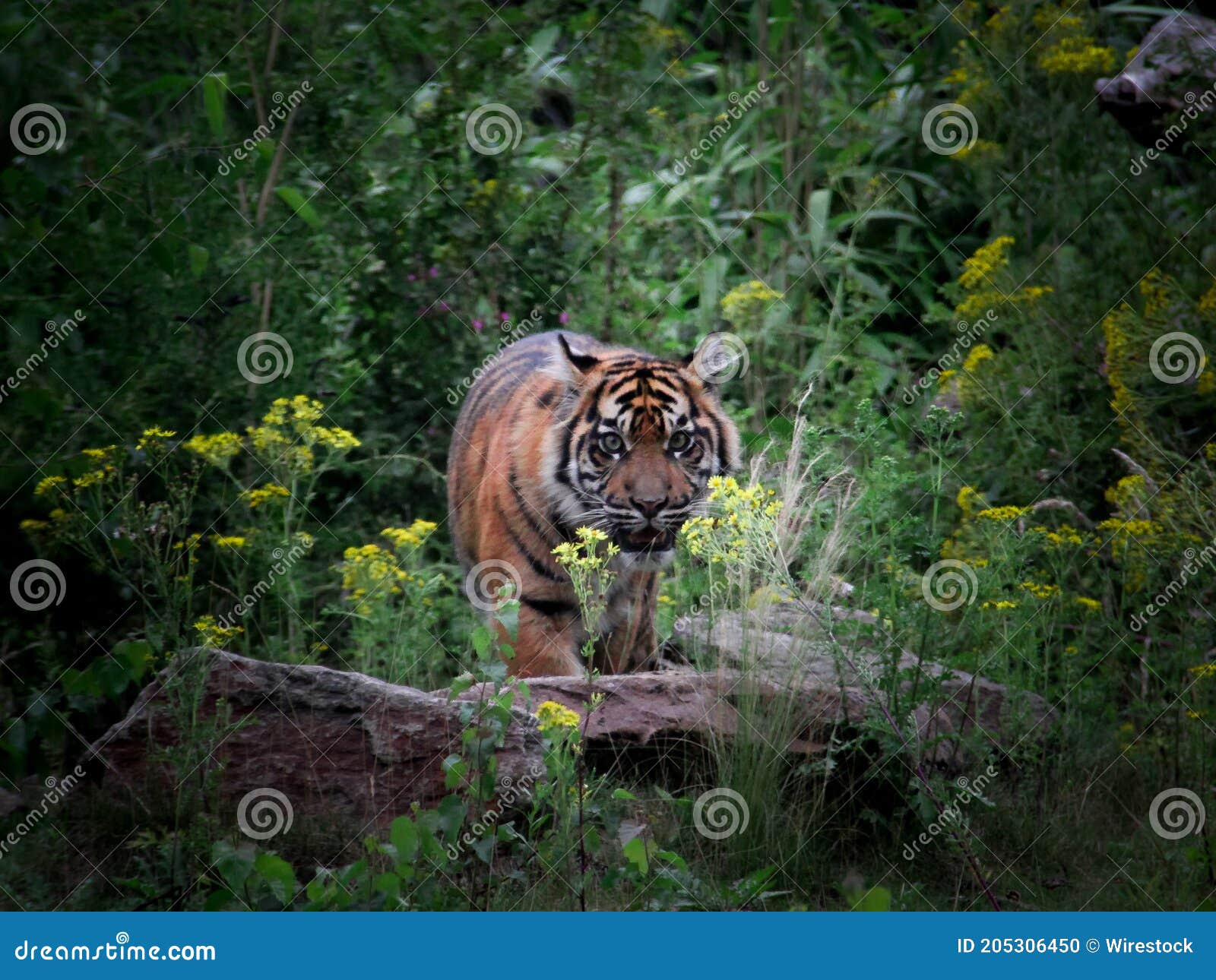 Beautiful Shot of a Tiger Ready To Attack Stock Photo - Image of blur ...