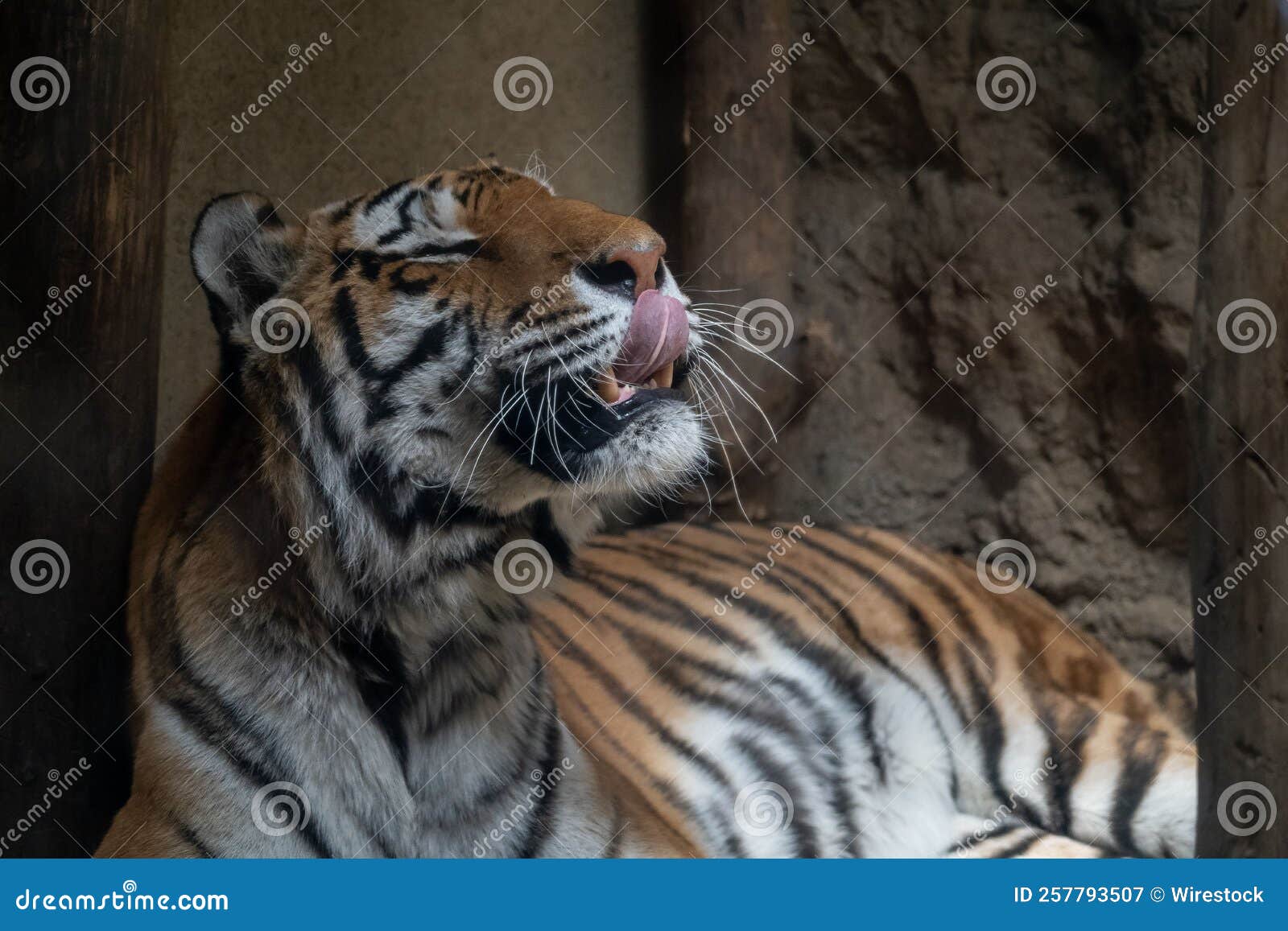 Beautiful Shot of a Tiger in a Zoo Stock Image - Image of striped, wild ...