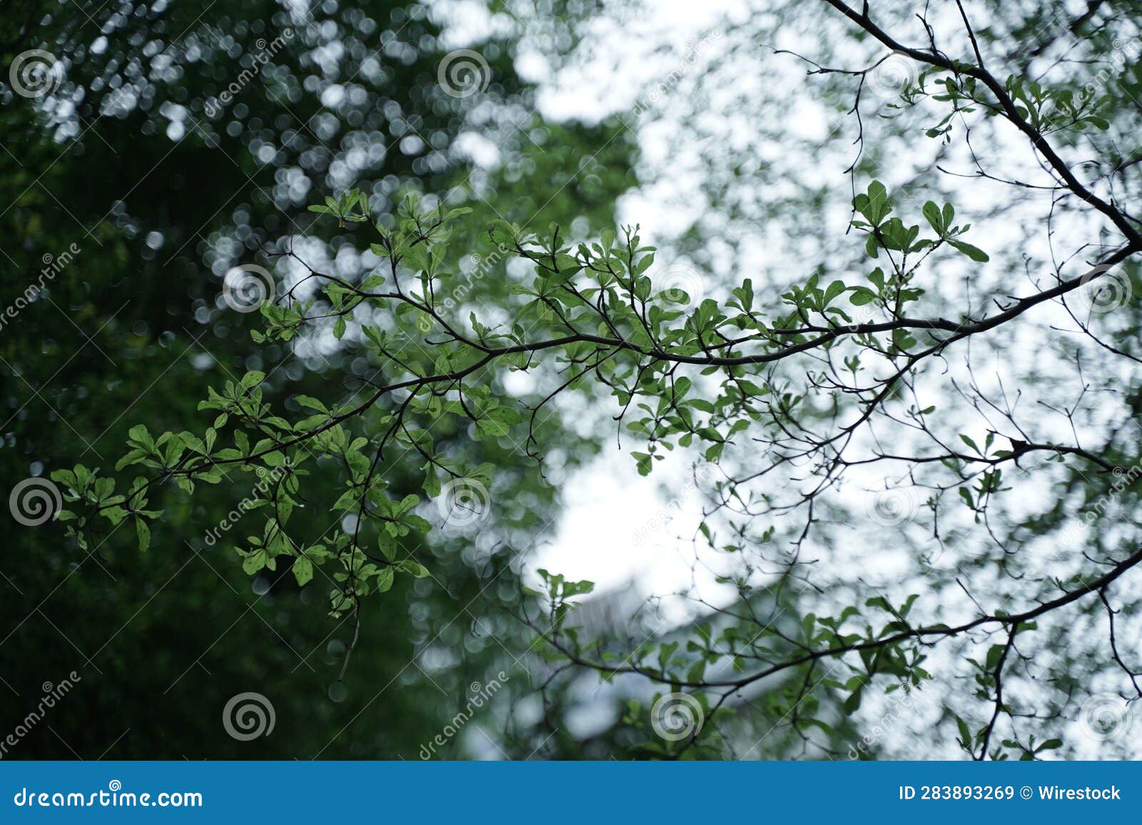 Beautiful Shot of a Tree Branch with Tiny Green Leaves in a Lush Forest ...