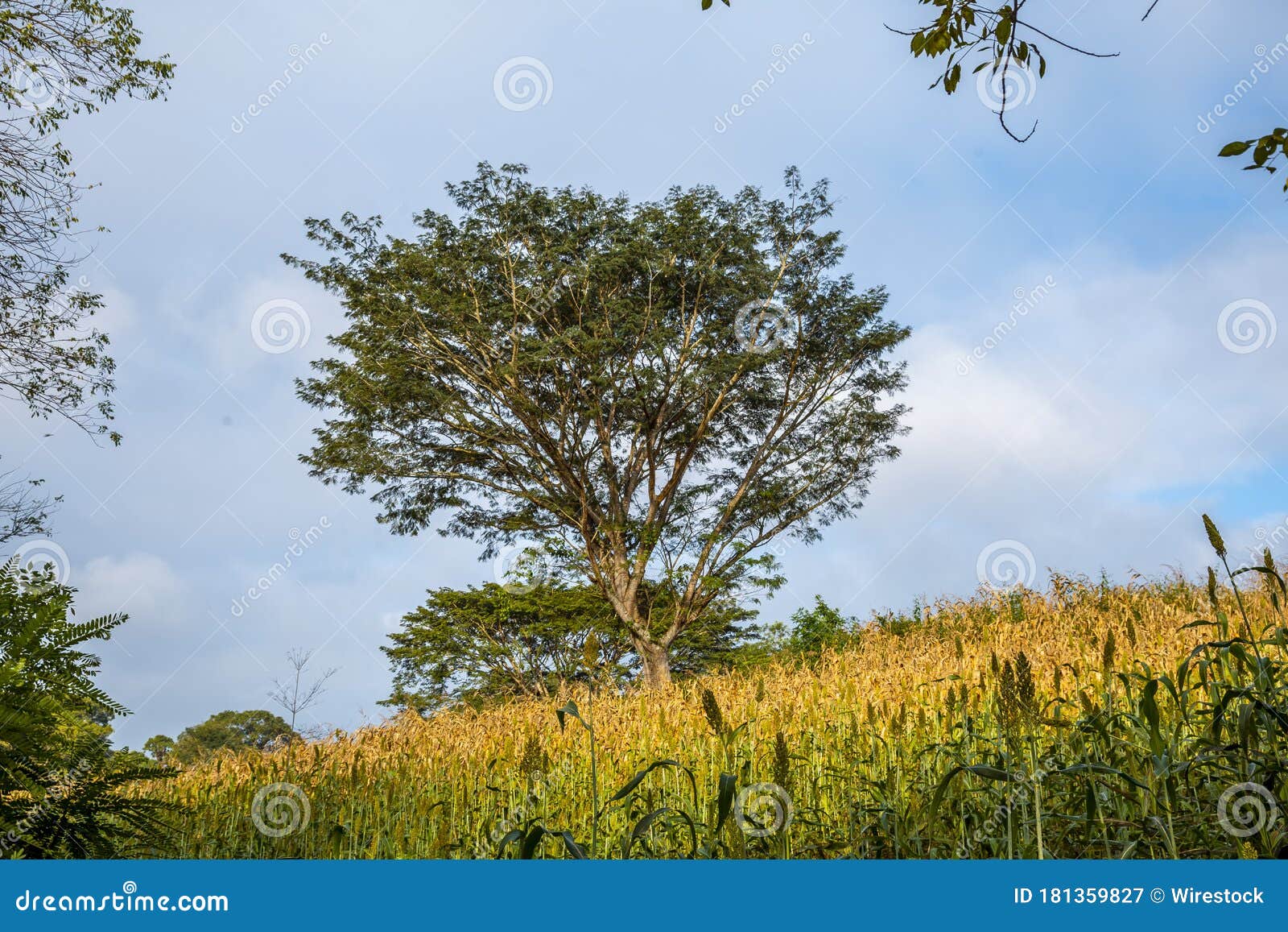 Beautiful Shot of a Tree in the Fields of the Mayan Ruins in Honduras ...