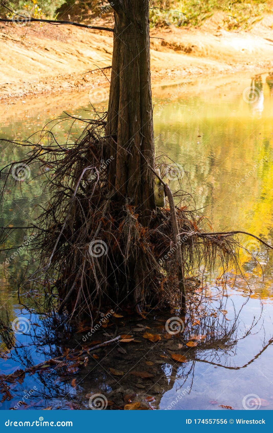 Beautiful Shot of a Tree on a Lake with Its Roots Above the Water on a ...