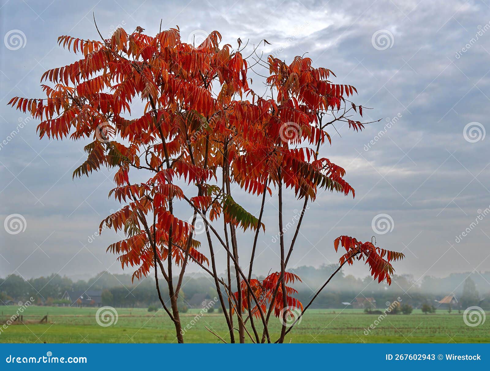 Beautiful Shot of a Tree with Red Leaves in a Green Field Under the ...