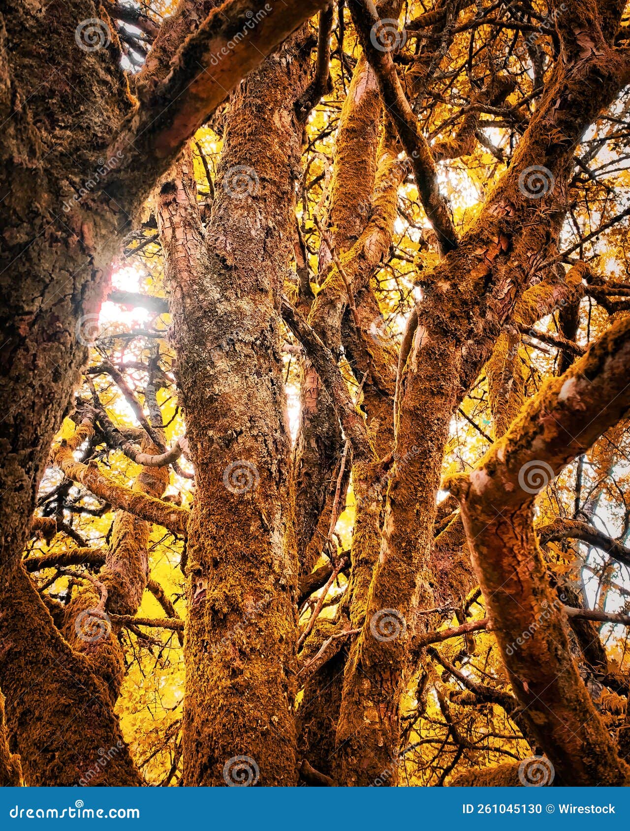 Beautiful Shot of a Tree Roots with Yellow Light Reflection Stock Photo ...