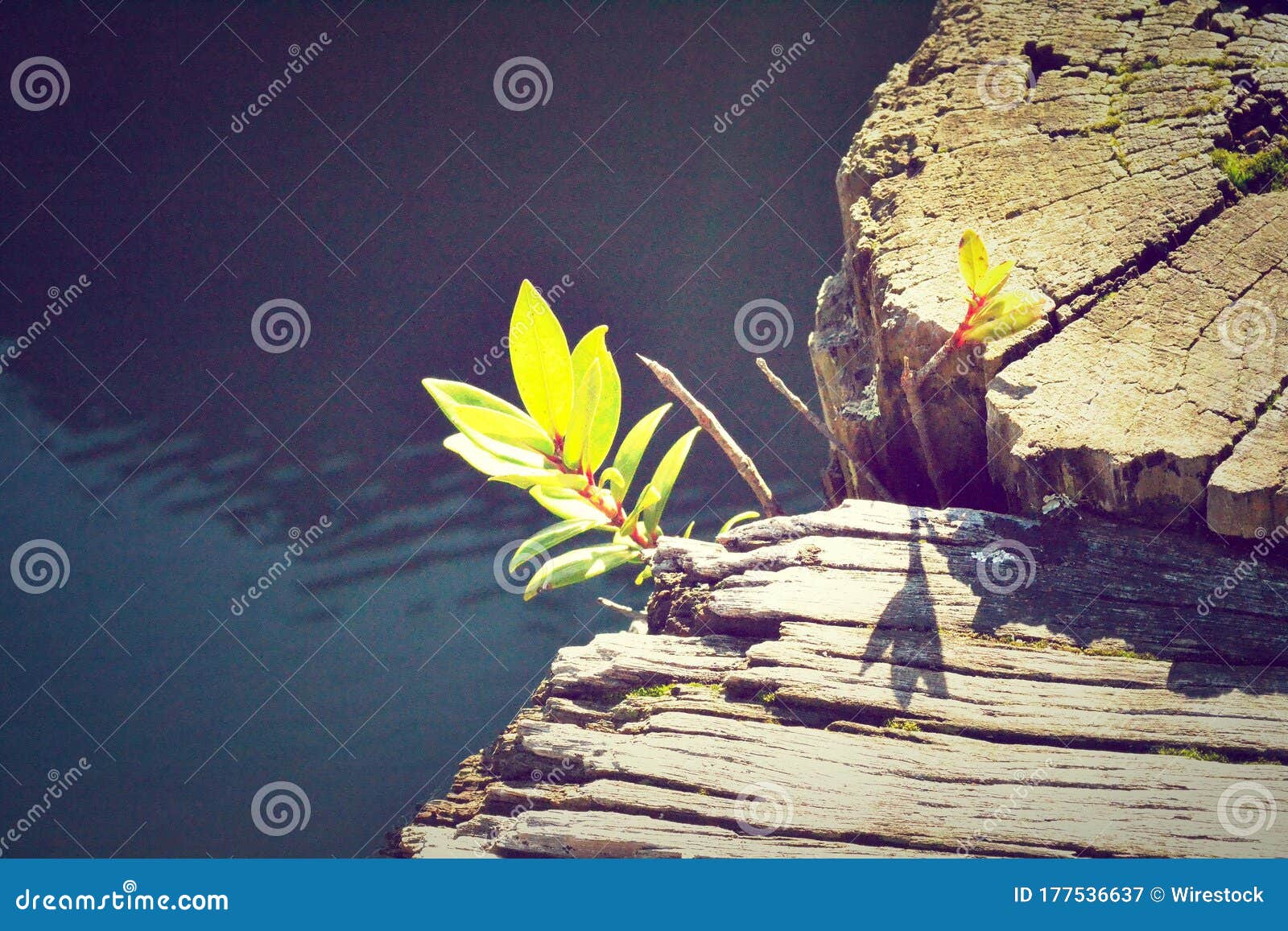 Beautiful Shot of a Tree Sprout of the Cut Tree Trunk with the Water in ...