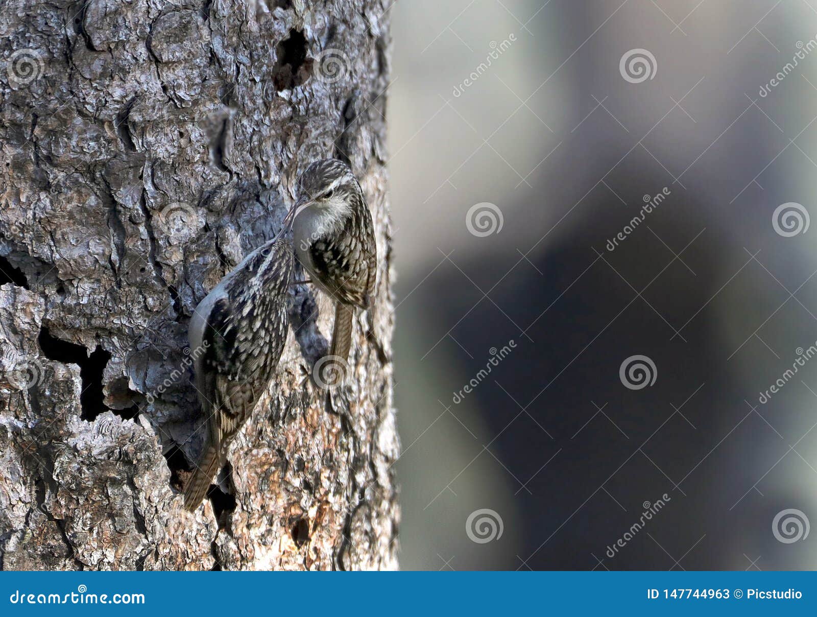 Treecreeper stock image. Image of morning, wildlife - 147744963