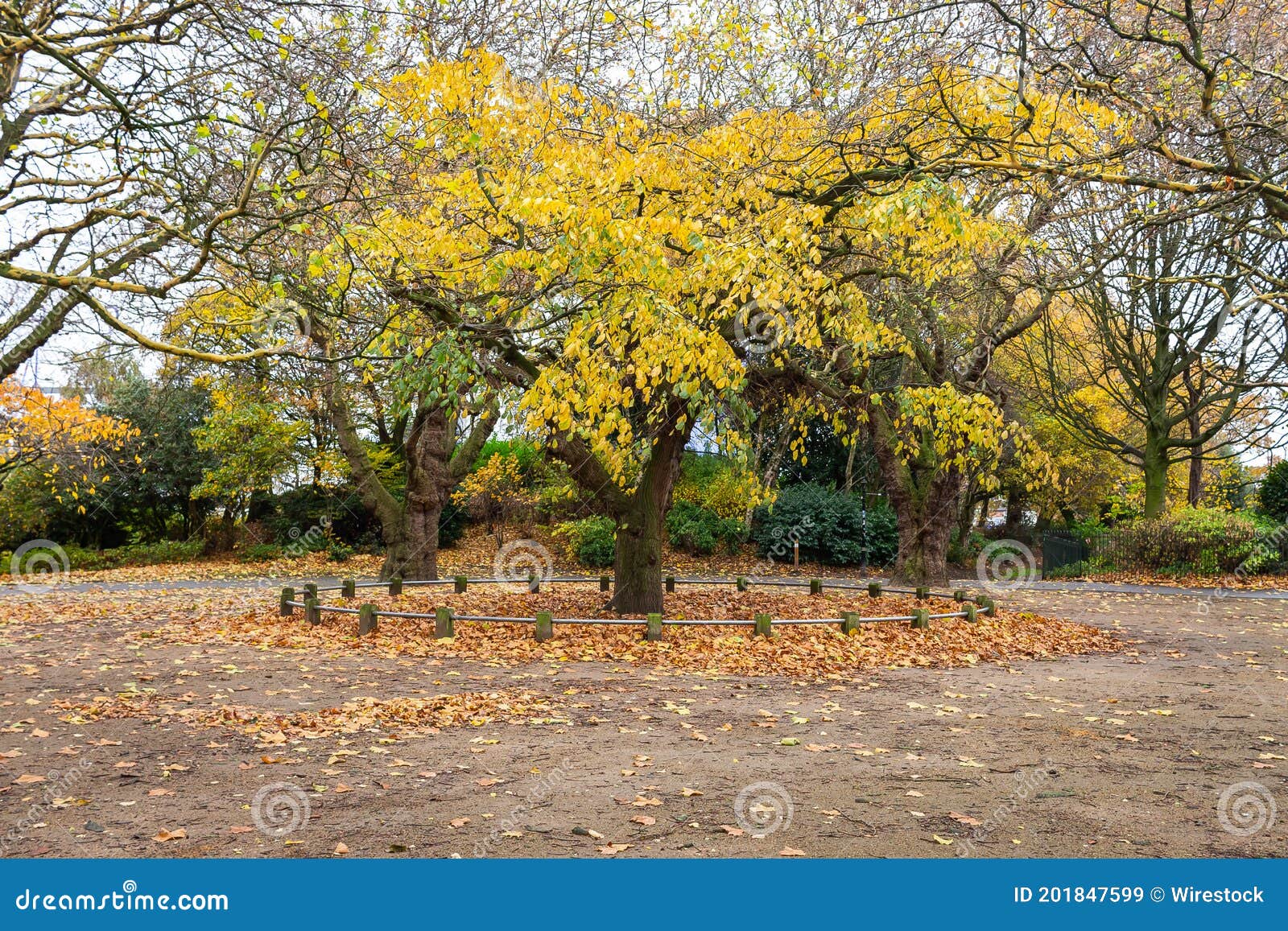 Beautiful Shot of Trees in the Park during Fall Stock Image - Image of ...