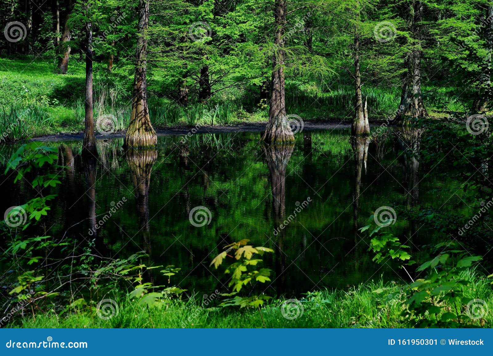 Beautiful Shot of Trees in the Water Surrounded by Green Plants in the ...