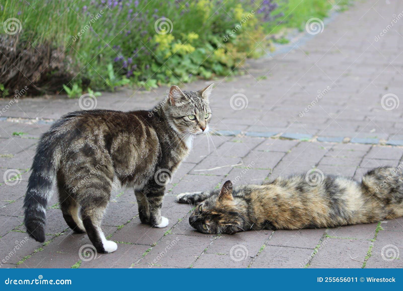 Beautiful Shot of Two Cats Playing Together Outdoors Stock Image ...