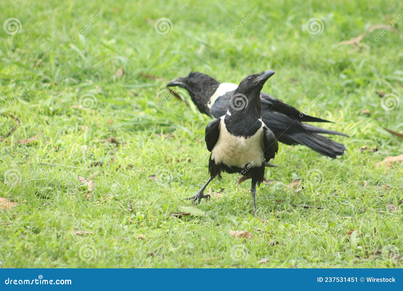 Beautiful Shot of Two Crows in a Forest during the Day Stock Image ...