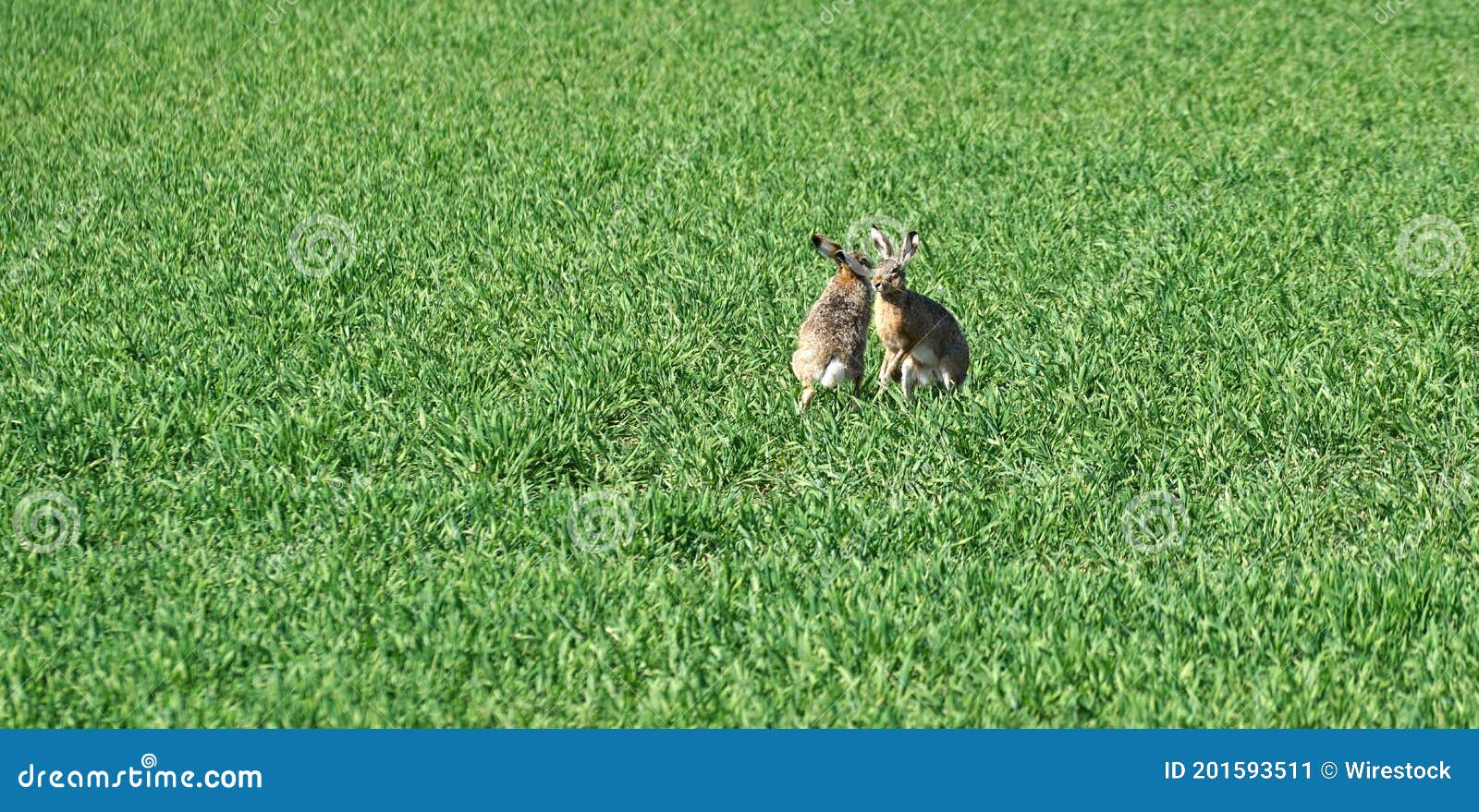 Beautiful Shot of Two Funny Rabbits in a Field Stock Image - Image of ...