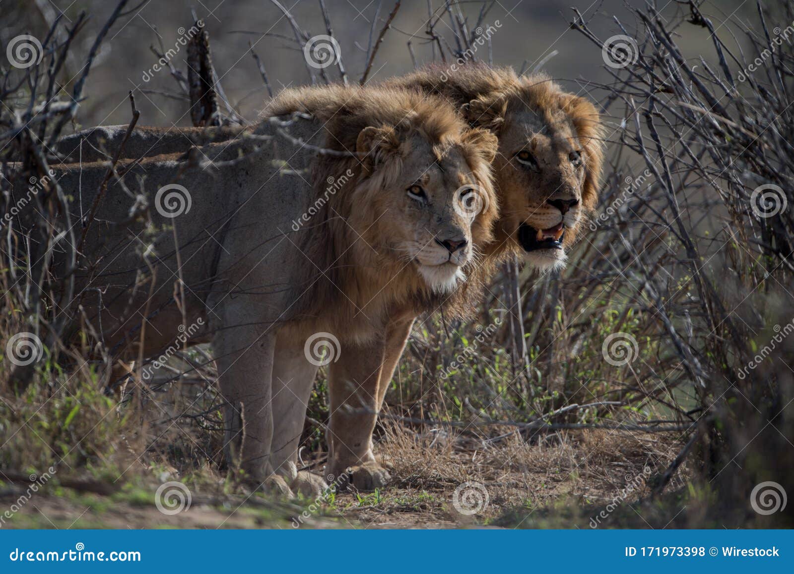 Beautiful Shot of Two Male Lions Stock Photo - Image of wildlife, lions ...
