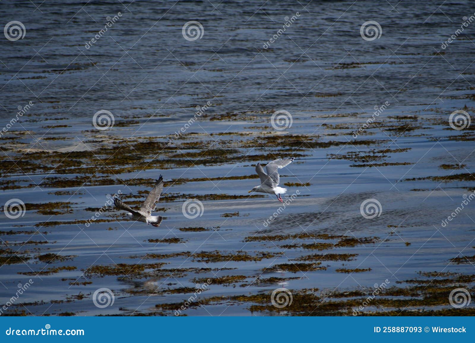 Beautiful Shot of Two Seagulls in Flight Over a Marsh on Blue ...