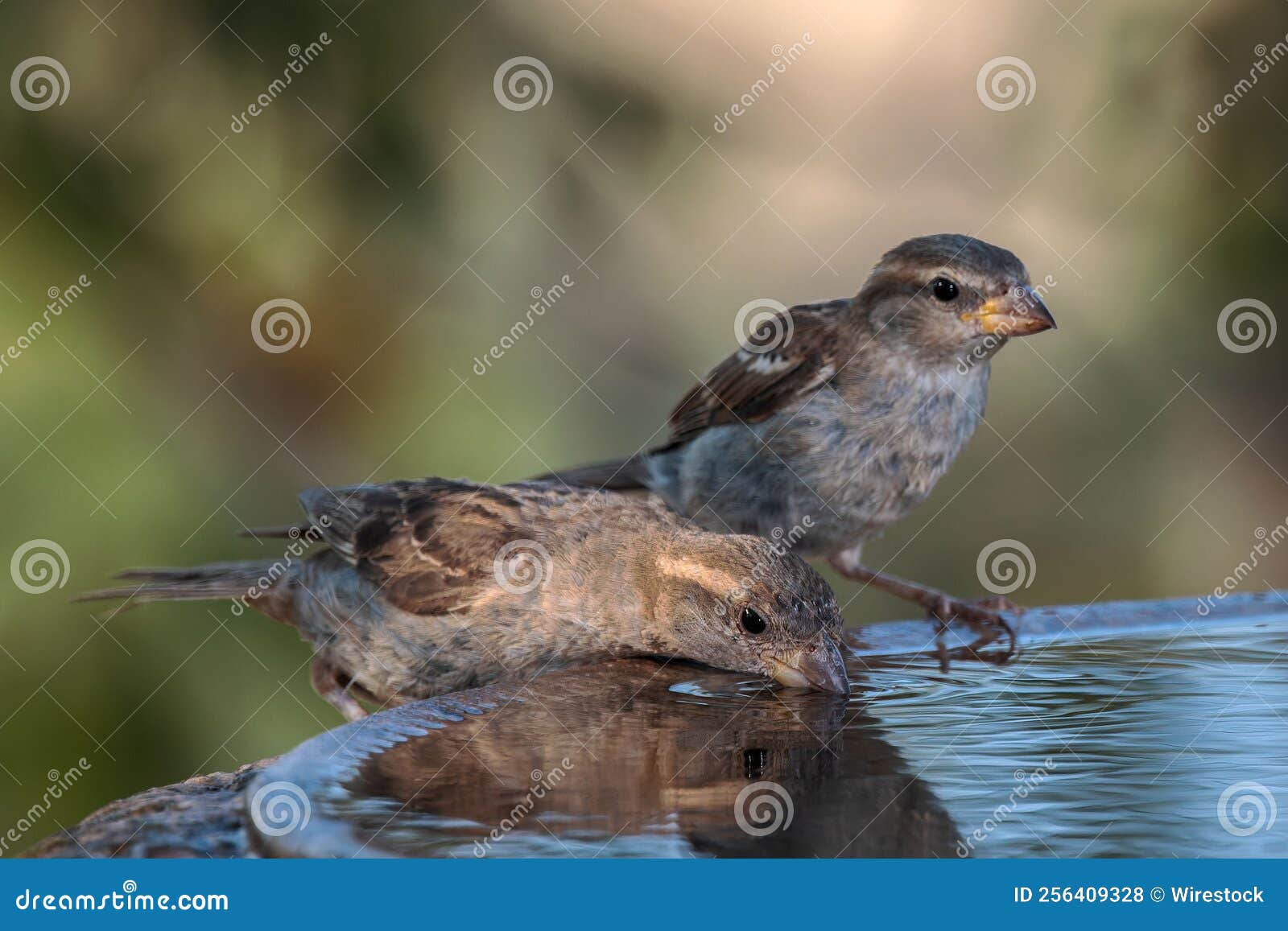 Beautiful Shot of Two Sparrows Stock Photo - Image of animal, beak ...