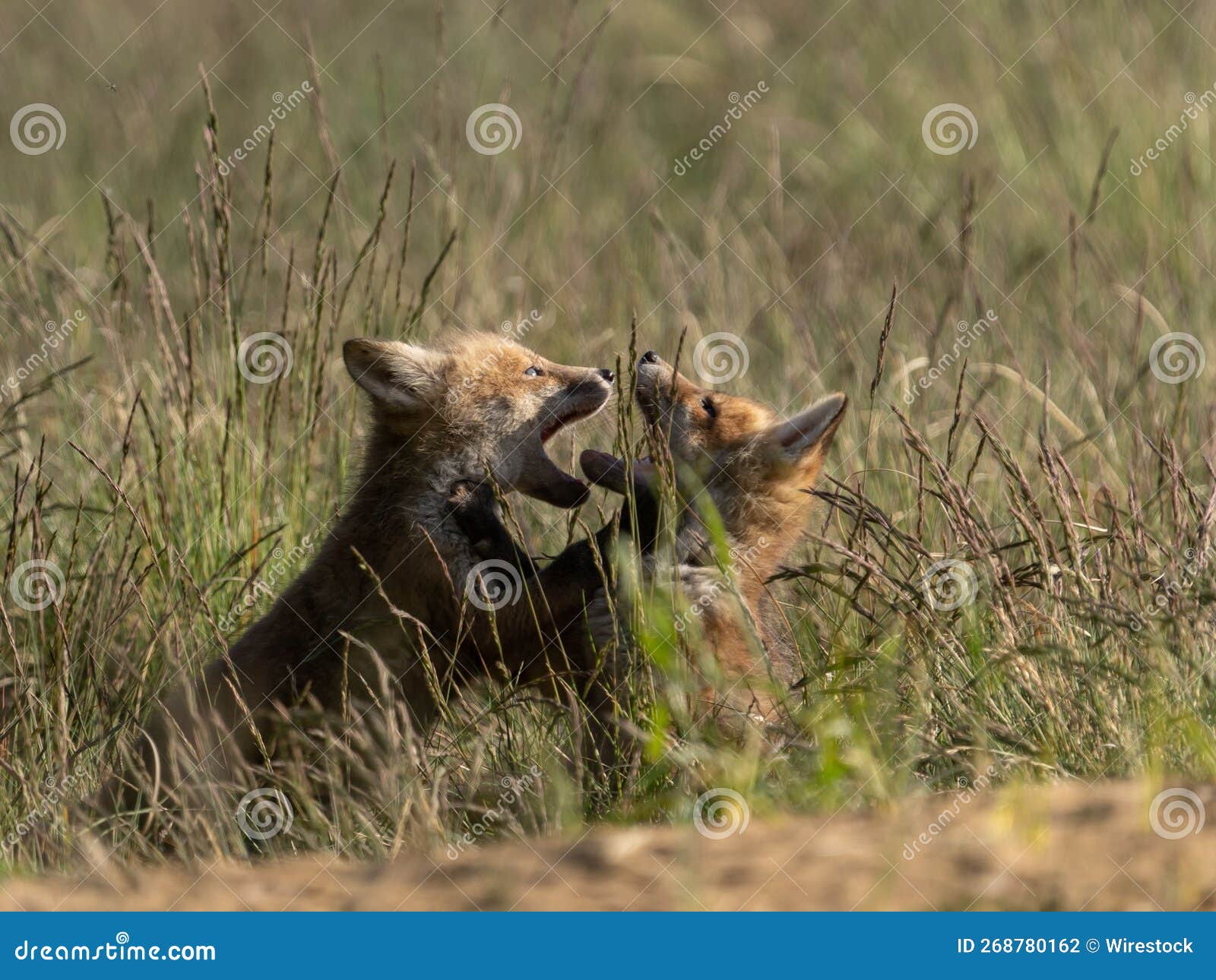 Beautiful Shot of Two Young Foxes Playing Together on the Long Grass Stock Photo - Image of play ...