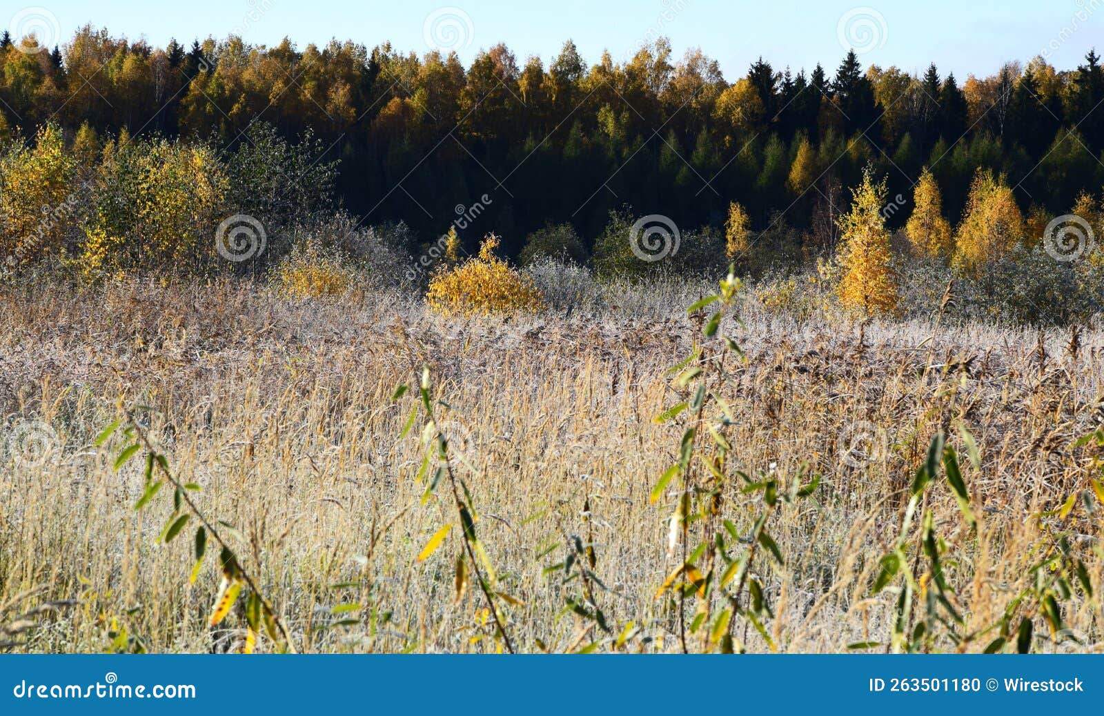 Beautiful Shot of Uncut Grass in a Forest Stock Photo - Image of ...