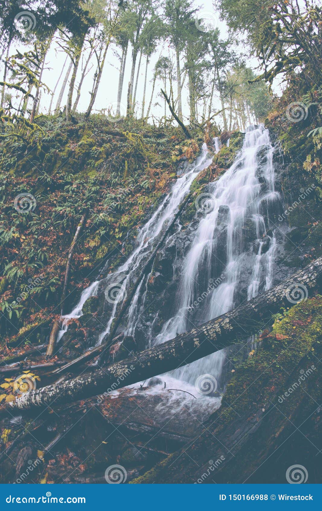Beautiful Shot of Water Flowing Down a Small Slope in a Forest Stock ...