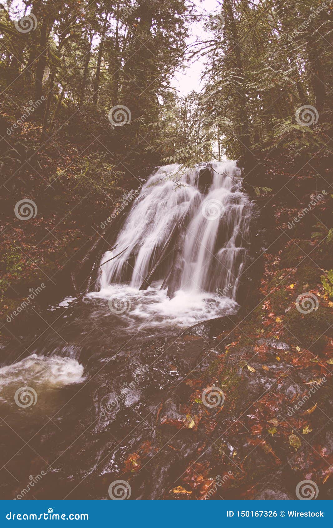 Beautiful Shot of Water Flowing Down a Small Slope in a Forest Stock ...