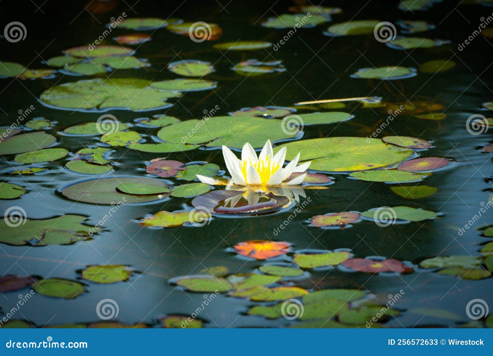 Beautiful Shot of Water Lilies in a Pond Stock Image - Image of lake ...
