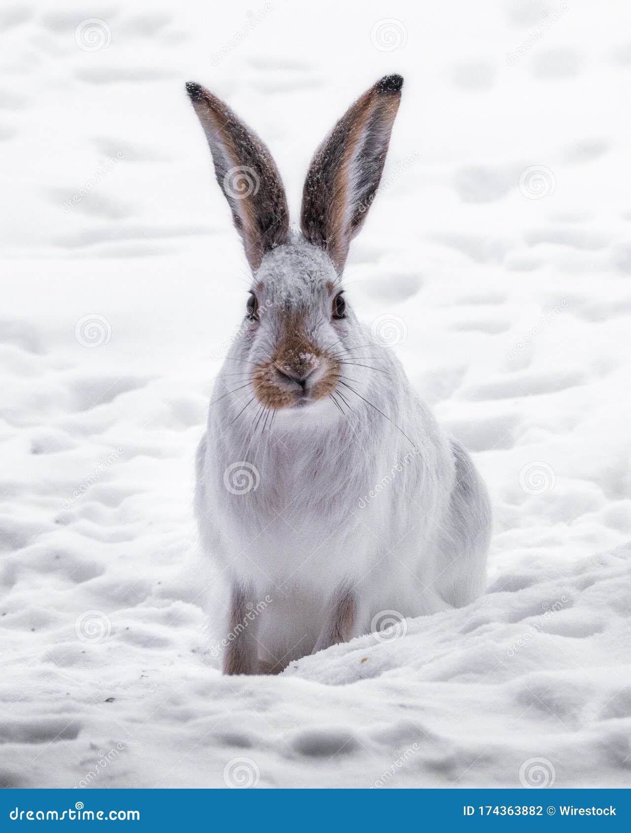 Beautiful Shot of the White Rabbit in the Snowy Forest Stock Photo ...