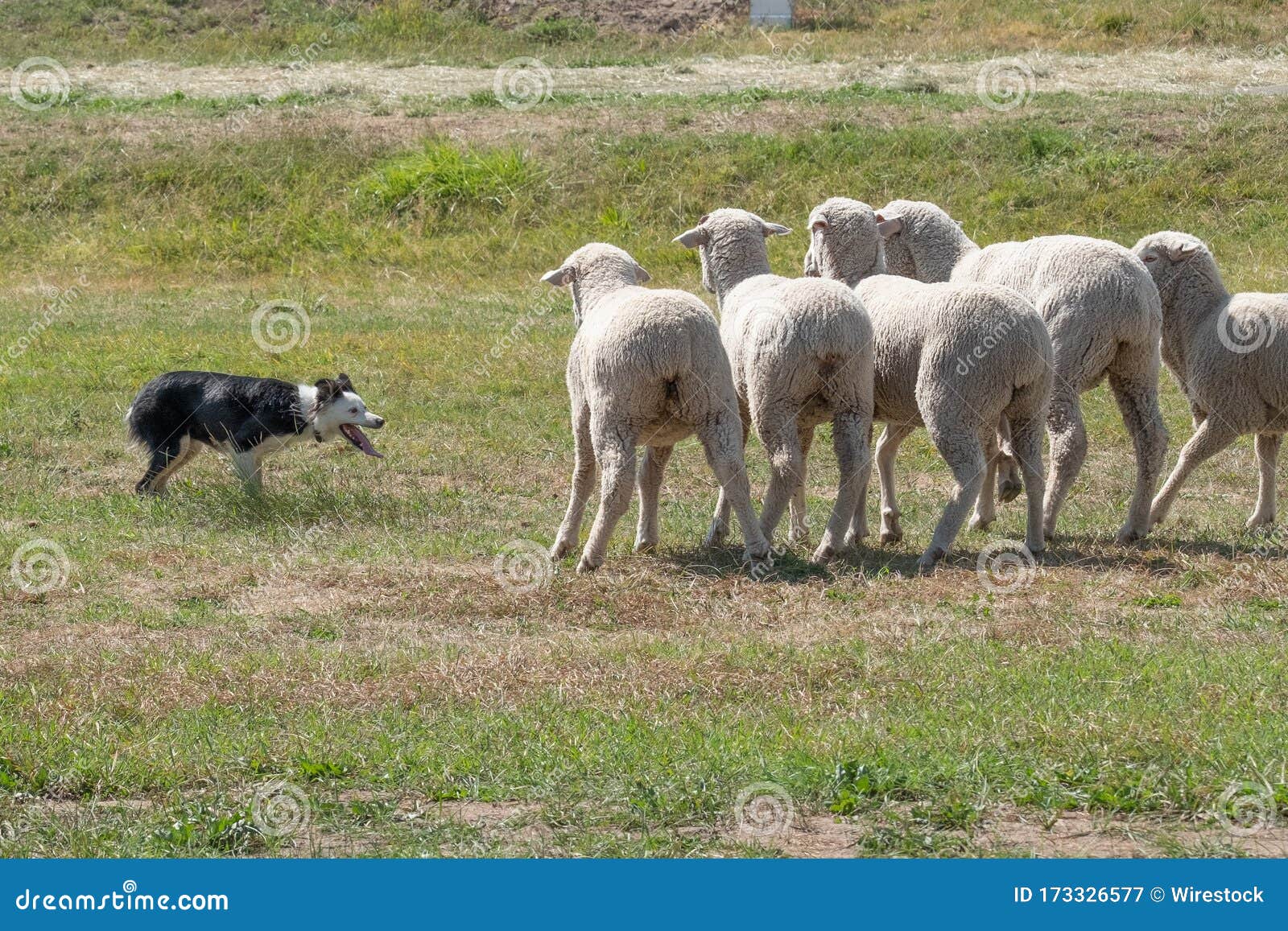 Beautiful Shot of White Sheep Playing with a Dog in the Grass Field ...