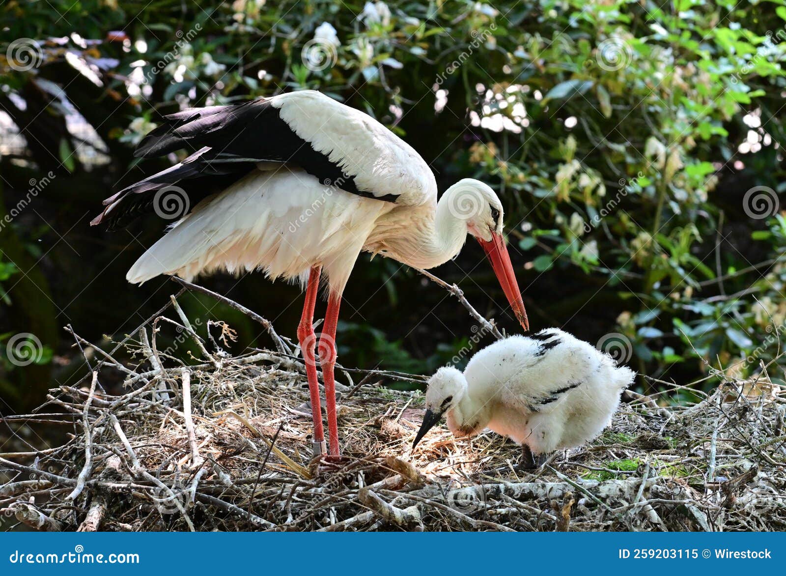 Beautiful Shot of a White Stork with Its Baby in a Forest Stock Image ...