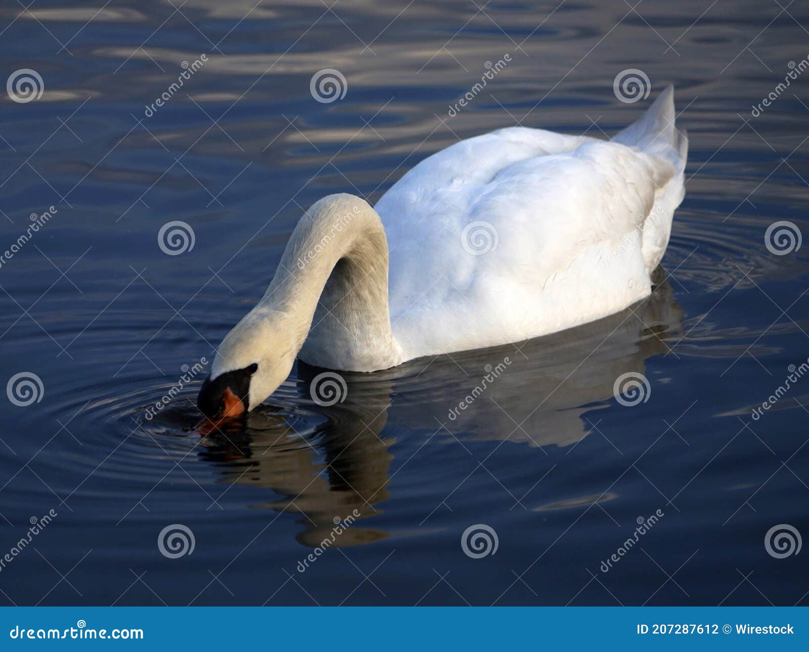 Beautiful Shot of the White Swan on the Water with Reflection on the ...