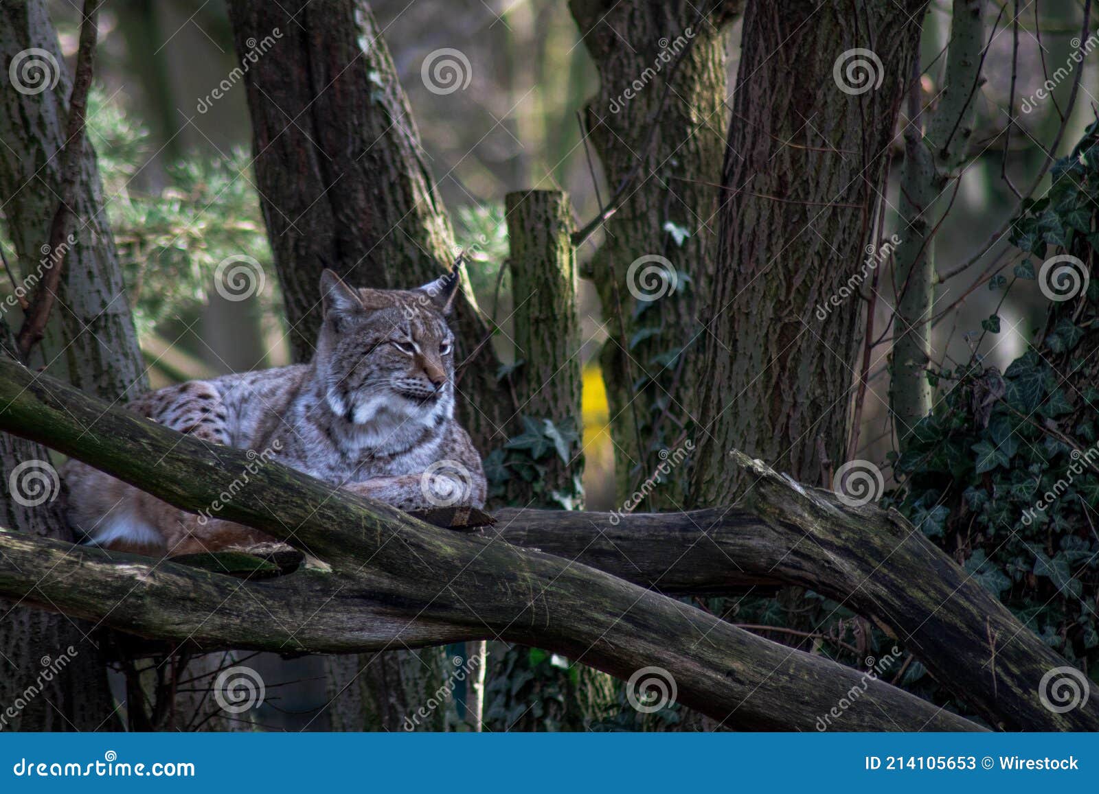 Beautiful Shot of a Wild Serval Cat on a Tree Branch Stock Image ...