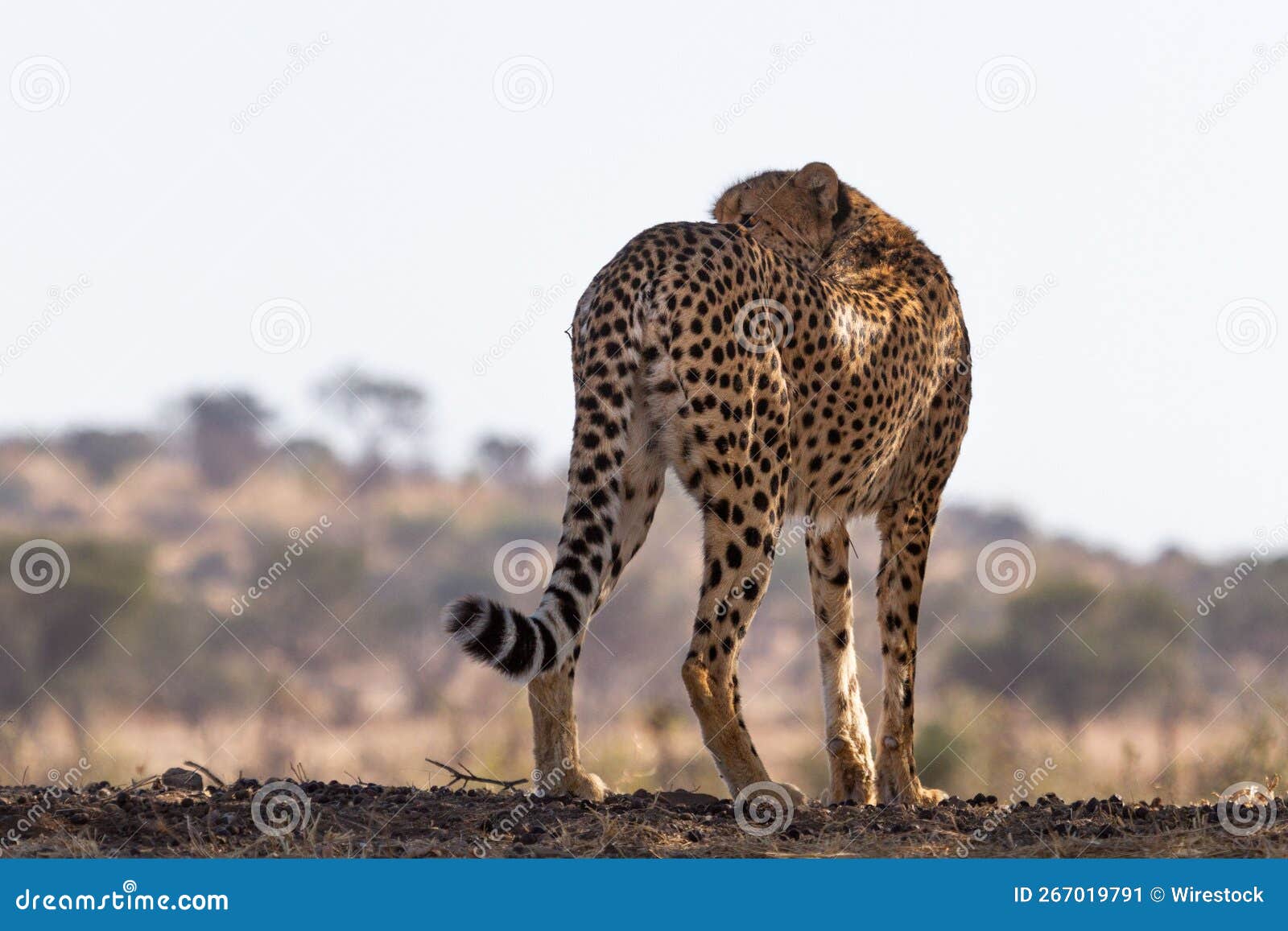 Beautiful Shot of a Wild Spotted Cheetah in the Wild Stock Image ...