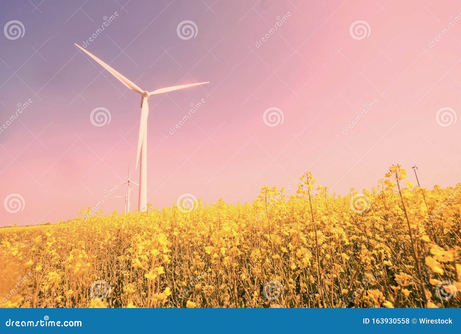 Beautiful Shot of a Windmill in the Middle of a Field of Yellow Flowers ...
