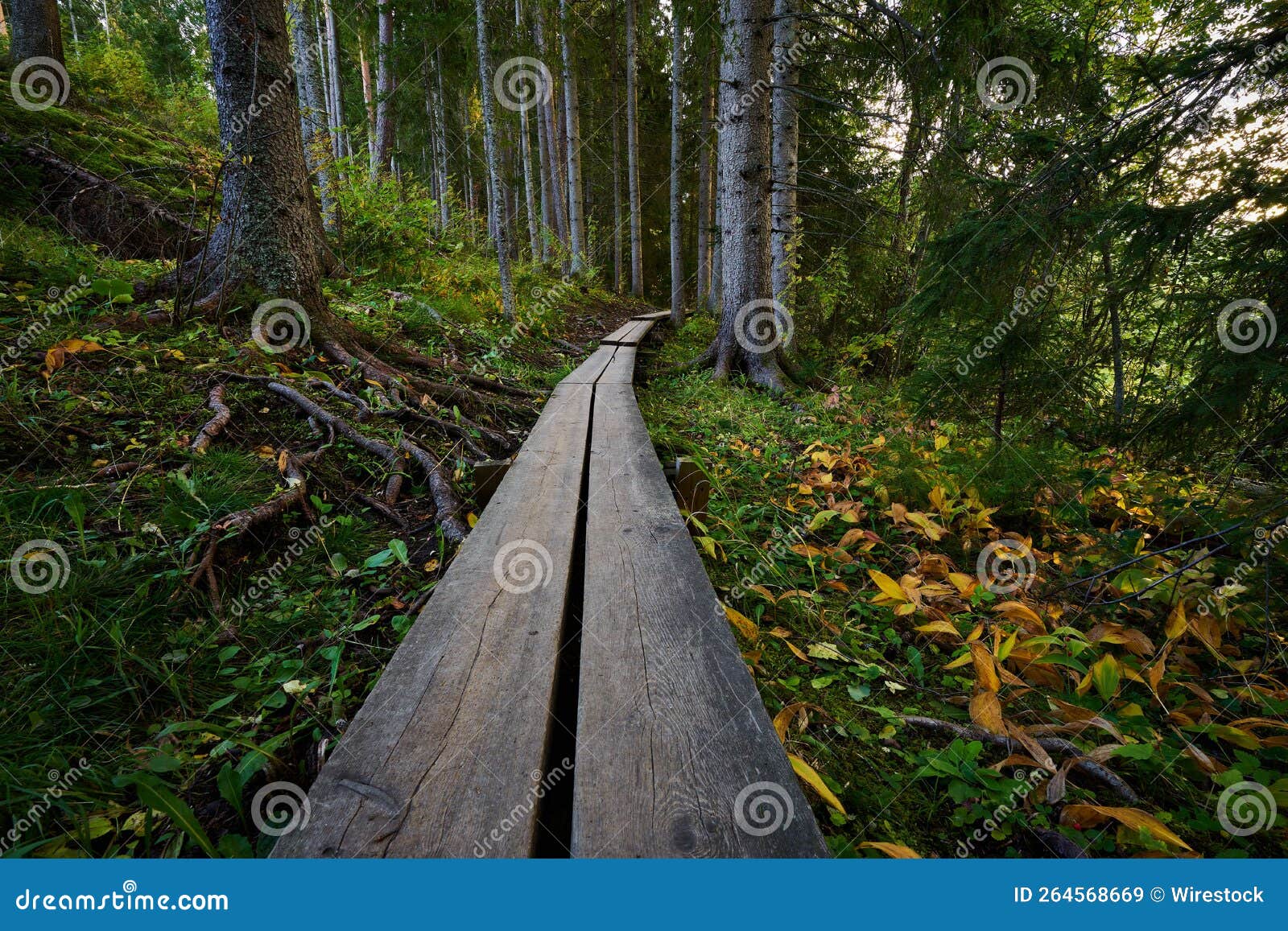Beautiful Shot of a Wooden Pathway in a Forest during the Day Stock ...