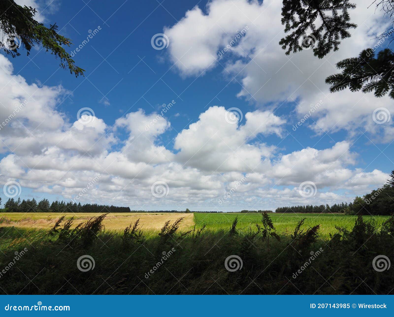 Beautiful Shot of Yellow and Green Divided Fields Framed by the Grass ...