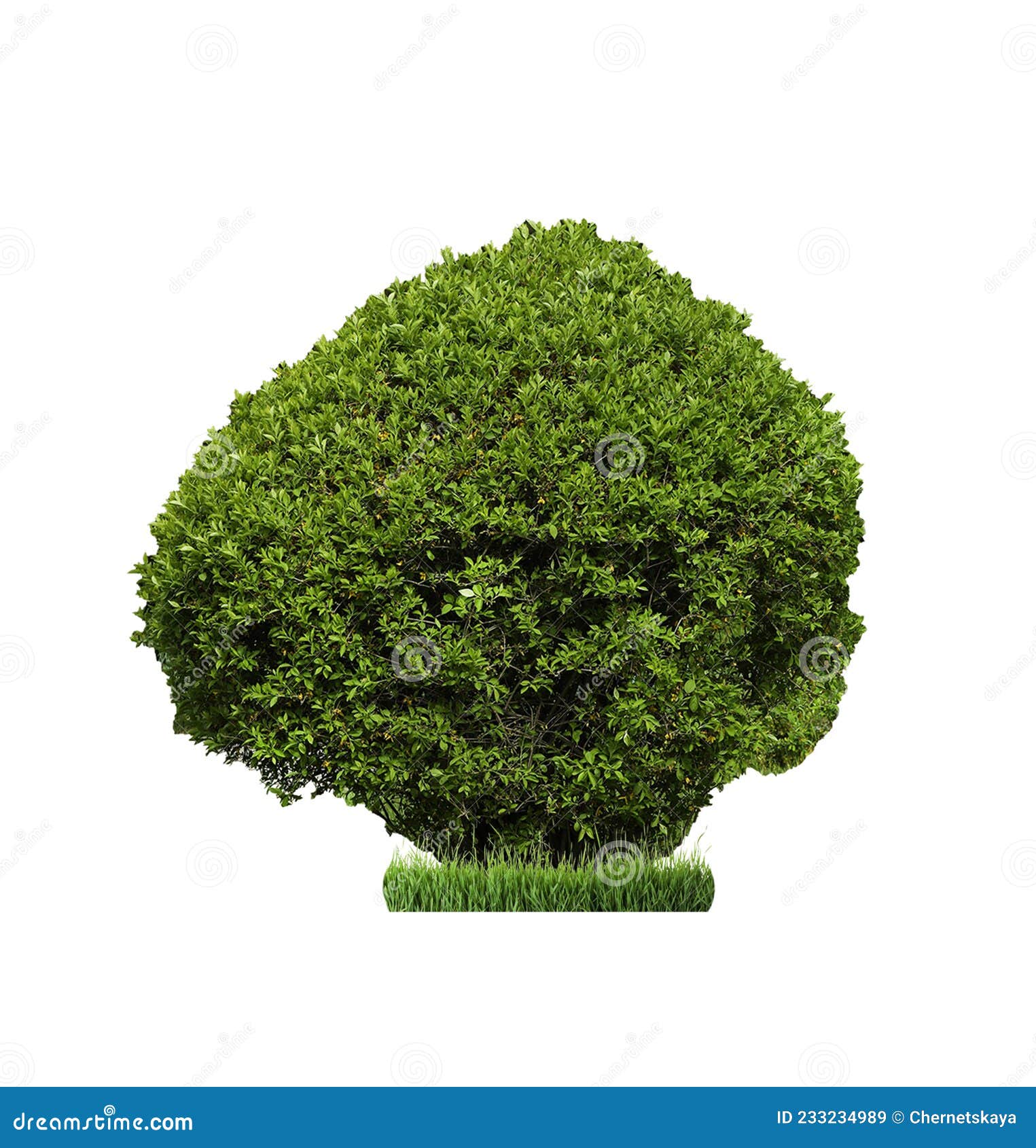 Beautiful Shrub with Green Leaves Isolated on White Stock Image - Image ...