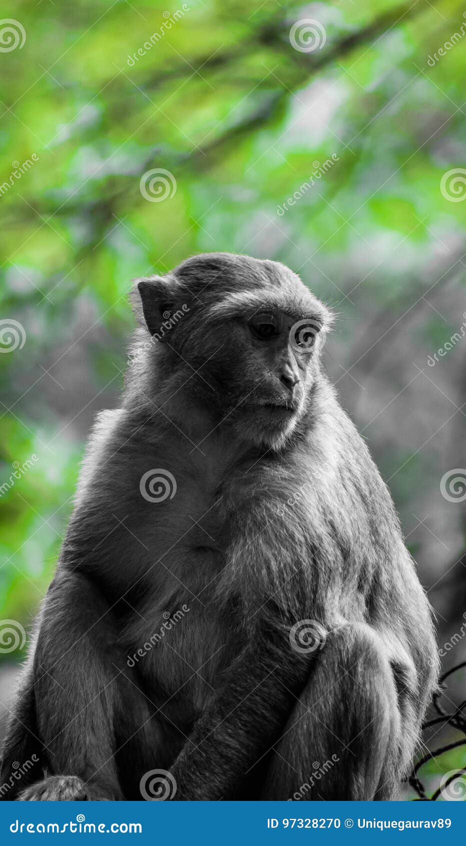 Beautiful shy monkey stock photo. Image of natural, jungle - 97328270