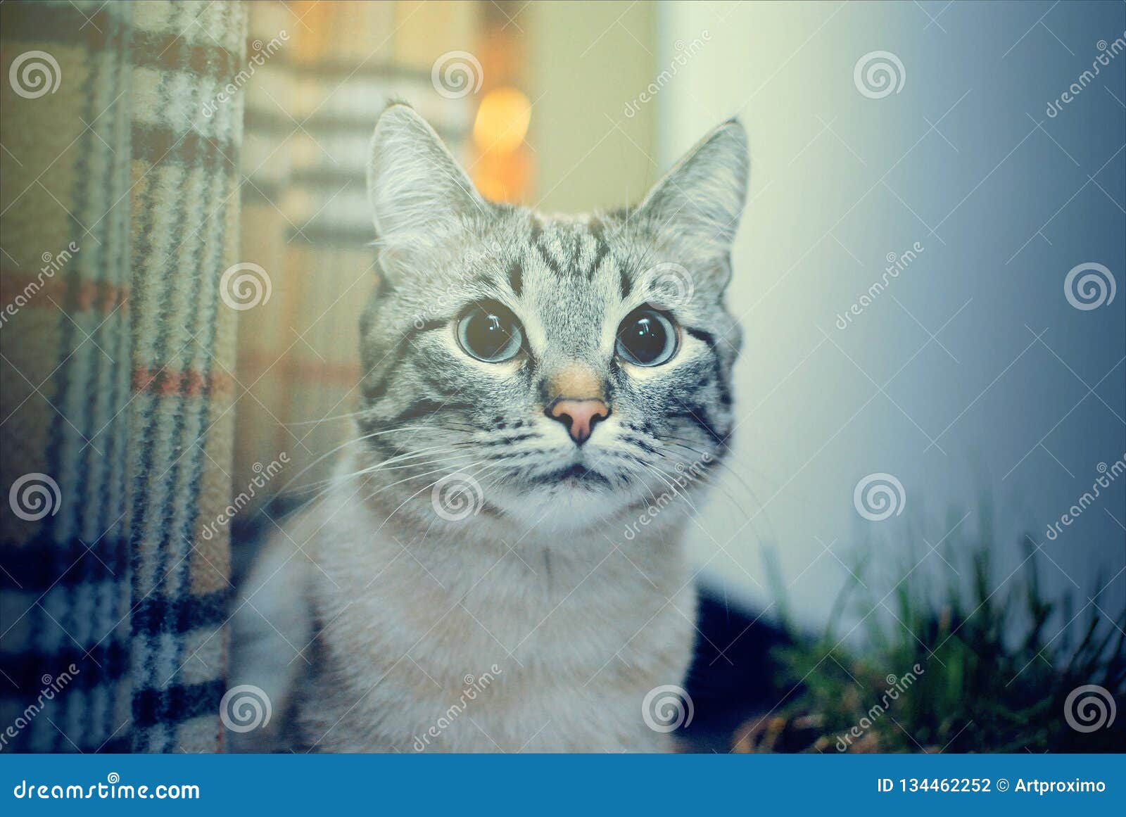 Beautiful Shy Pensive Cat Close Up, Smooth Haired Stock Photo - Image ...
