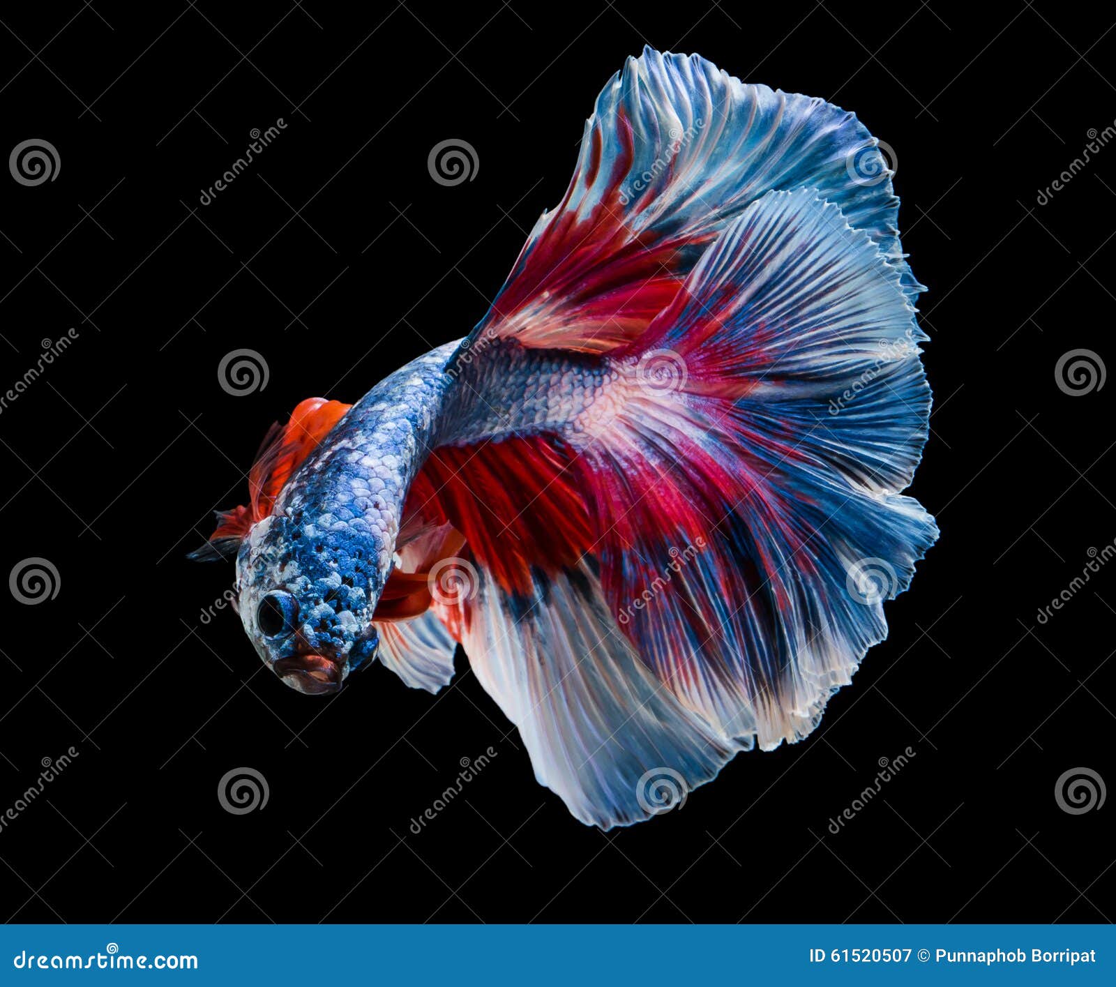 Beautiful Siam Fighting Fish are Swimming Stock Image - Image of ...