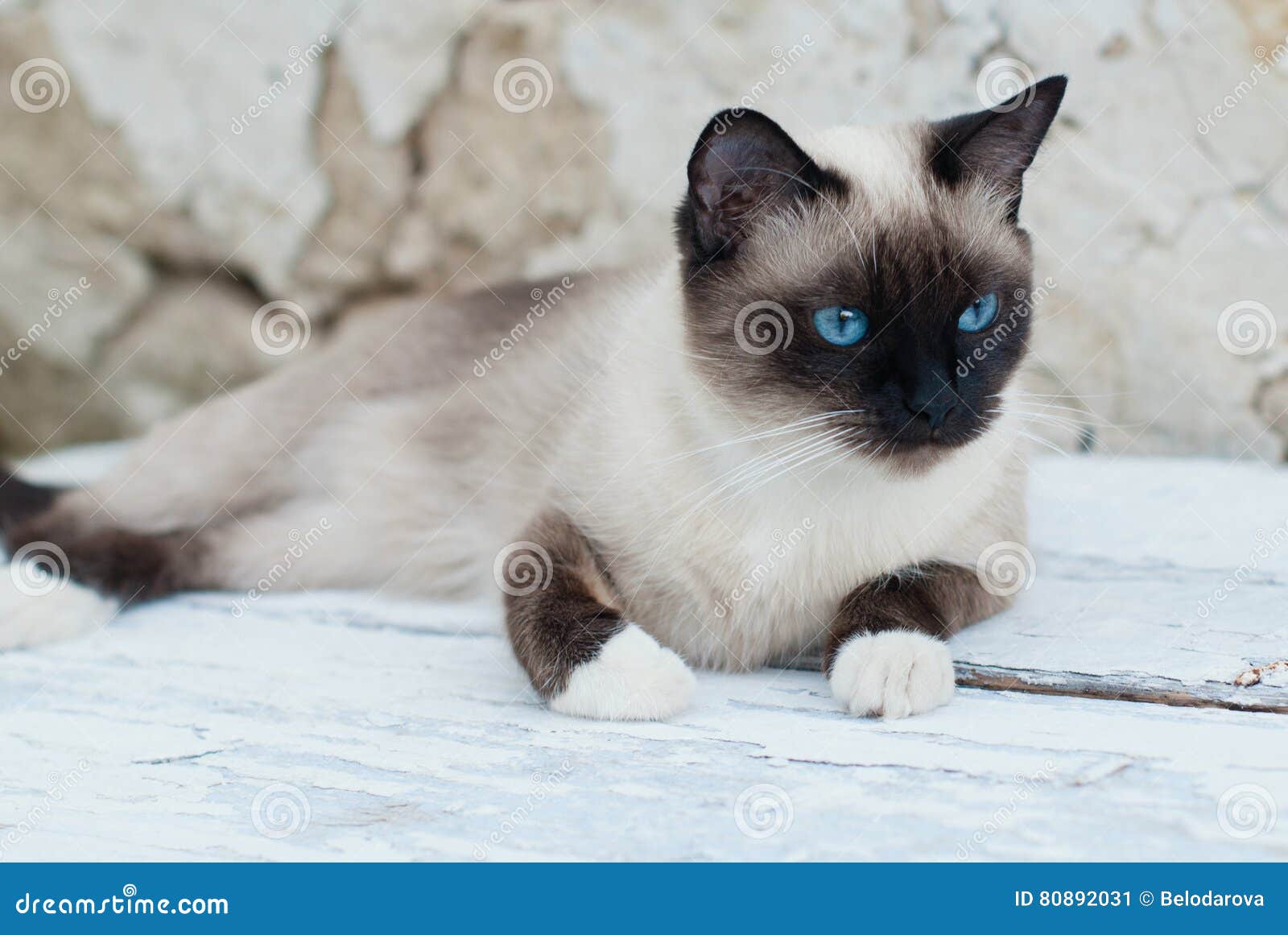 Beautiful Siamese Purebred Cat Stock Image - Image of colored, lovely ...