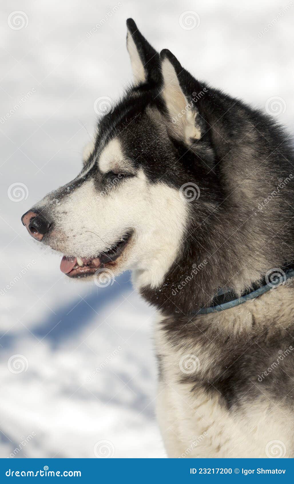 Beautiful Siberian Husky stock photo. Image of animal - 23217200