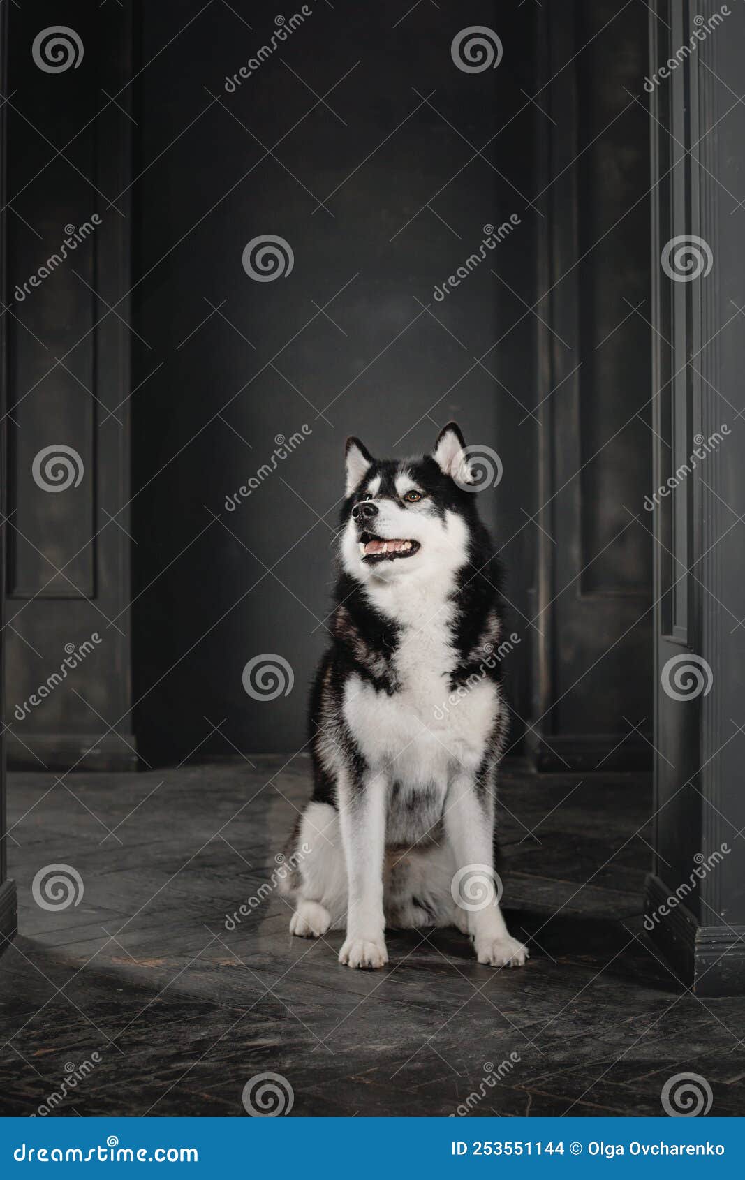 Beautiful Siberian Husky Dog Inside Stock Photo - Image of fluffy ...