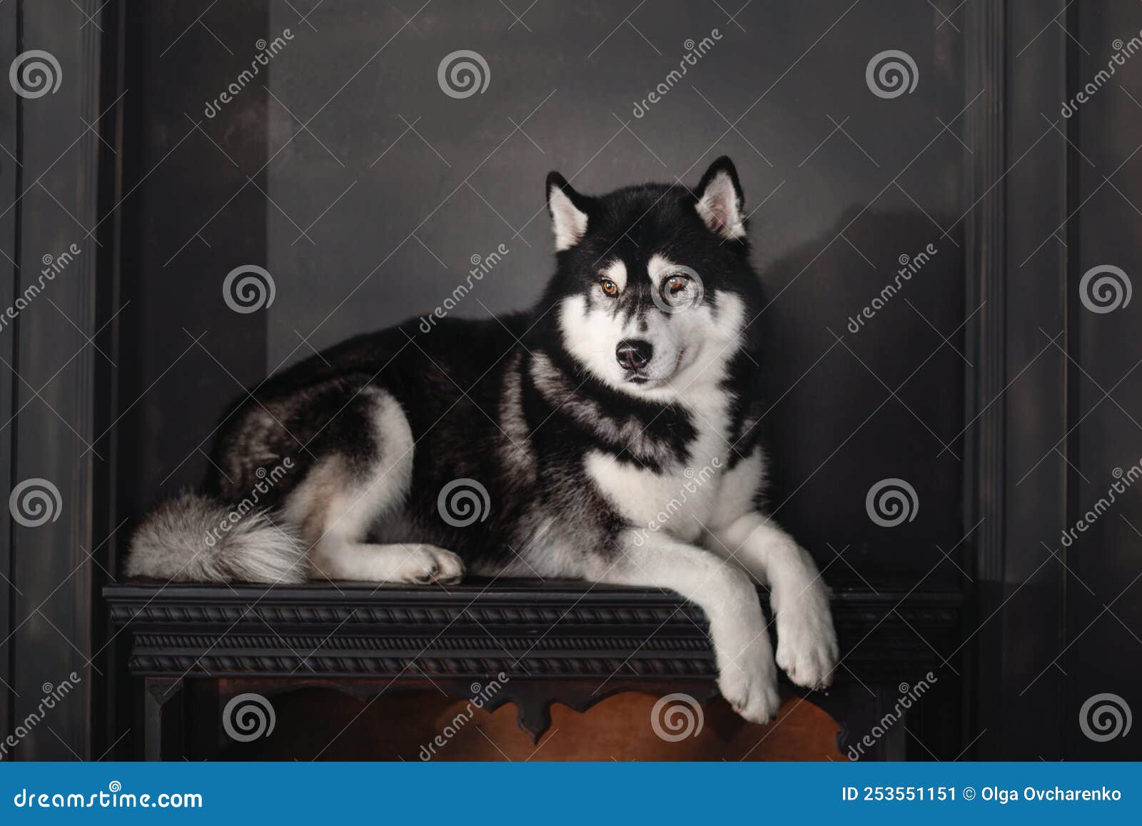 Beautiful Siberian Husky Dog Inside Stock Image - Image of cute, funny ...