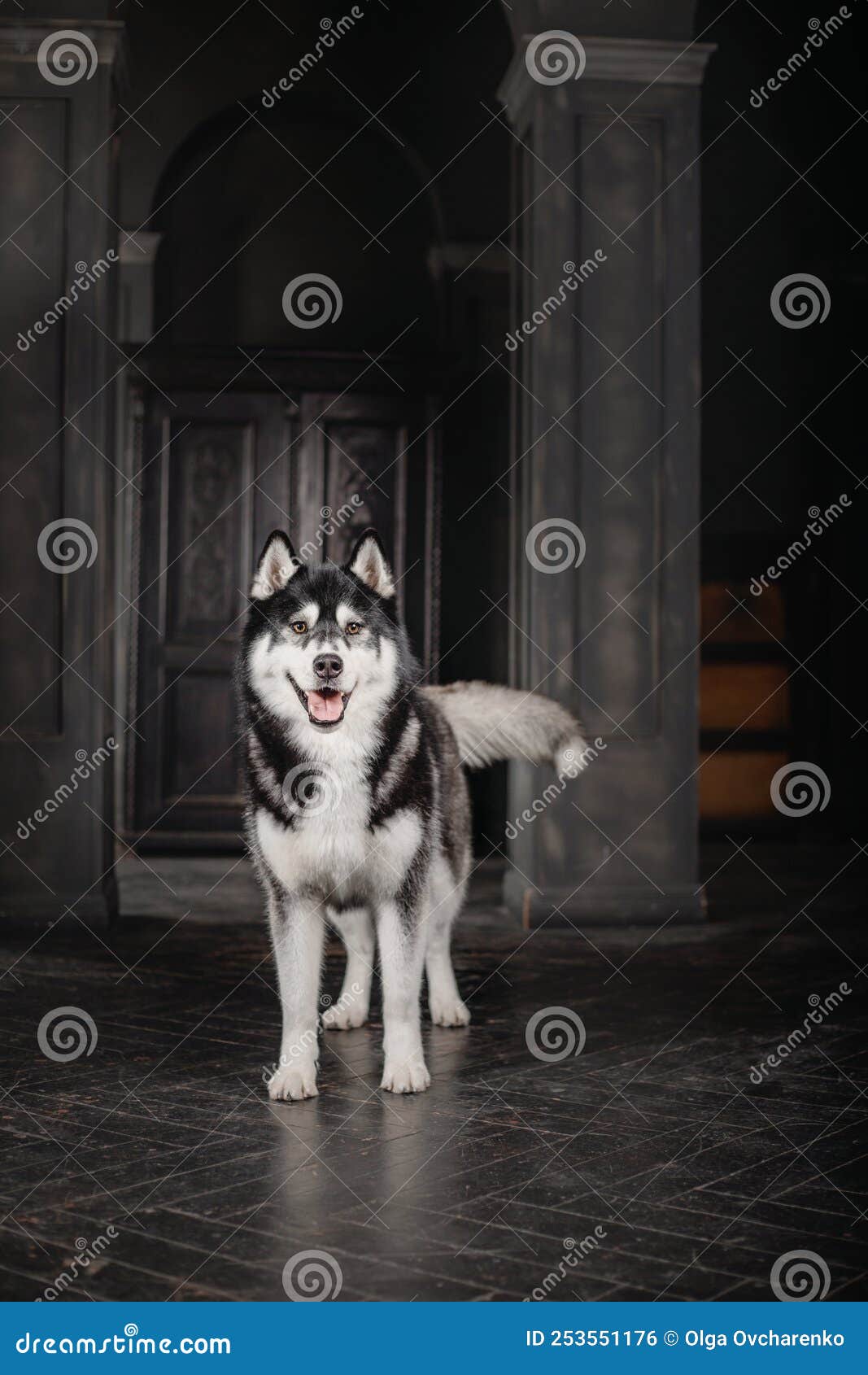 Beautiful Siberian Husky Dog Inside Stock Photo - Image of friendship ...