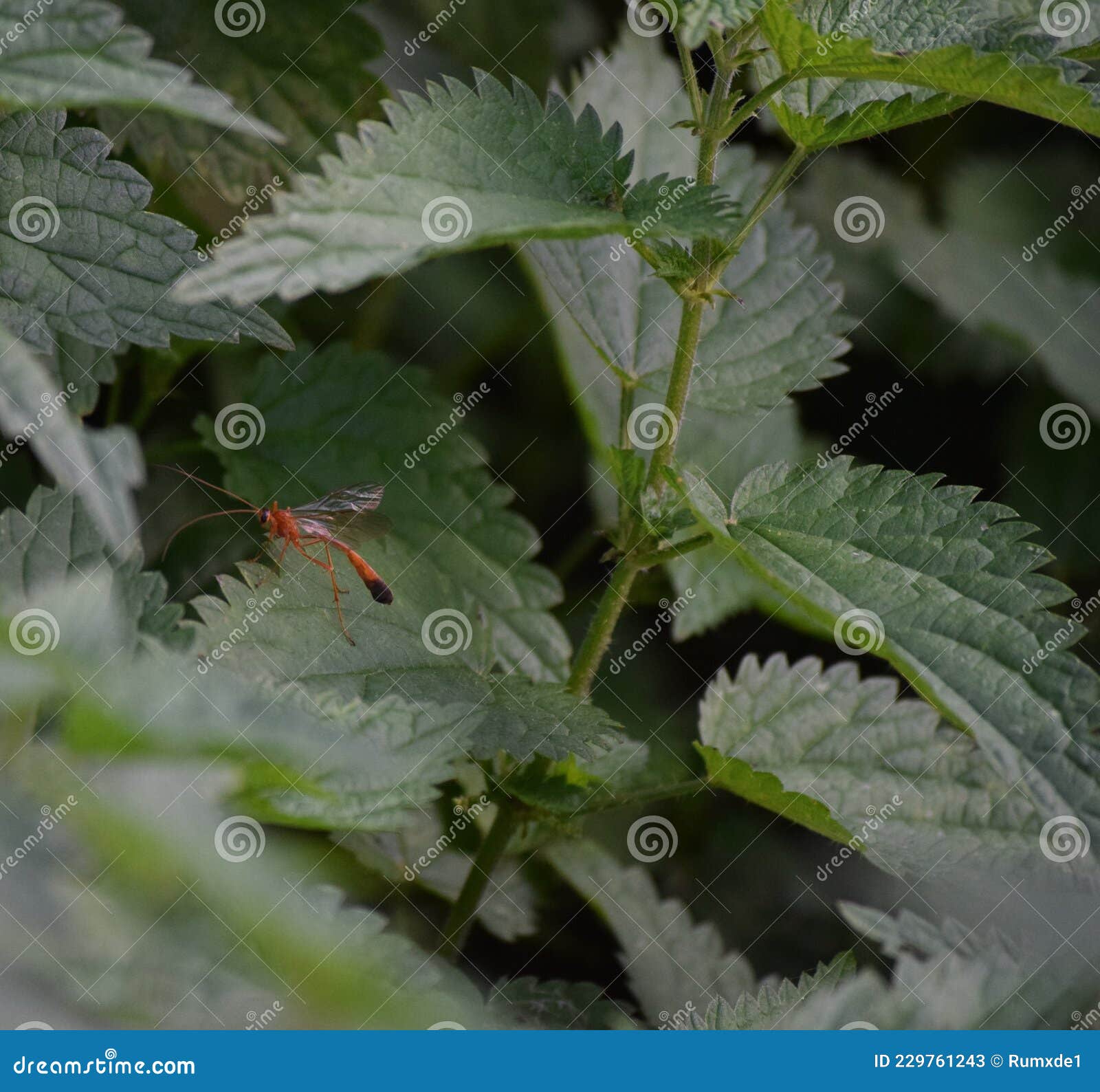 Sickle wasp stock image. Image of animals, occur, ophion - 229761243