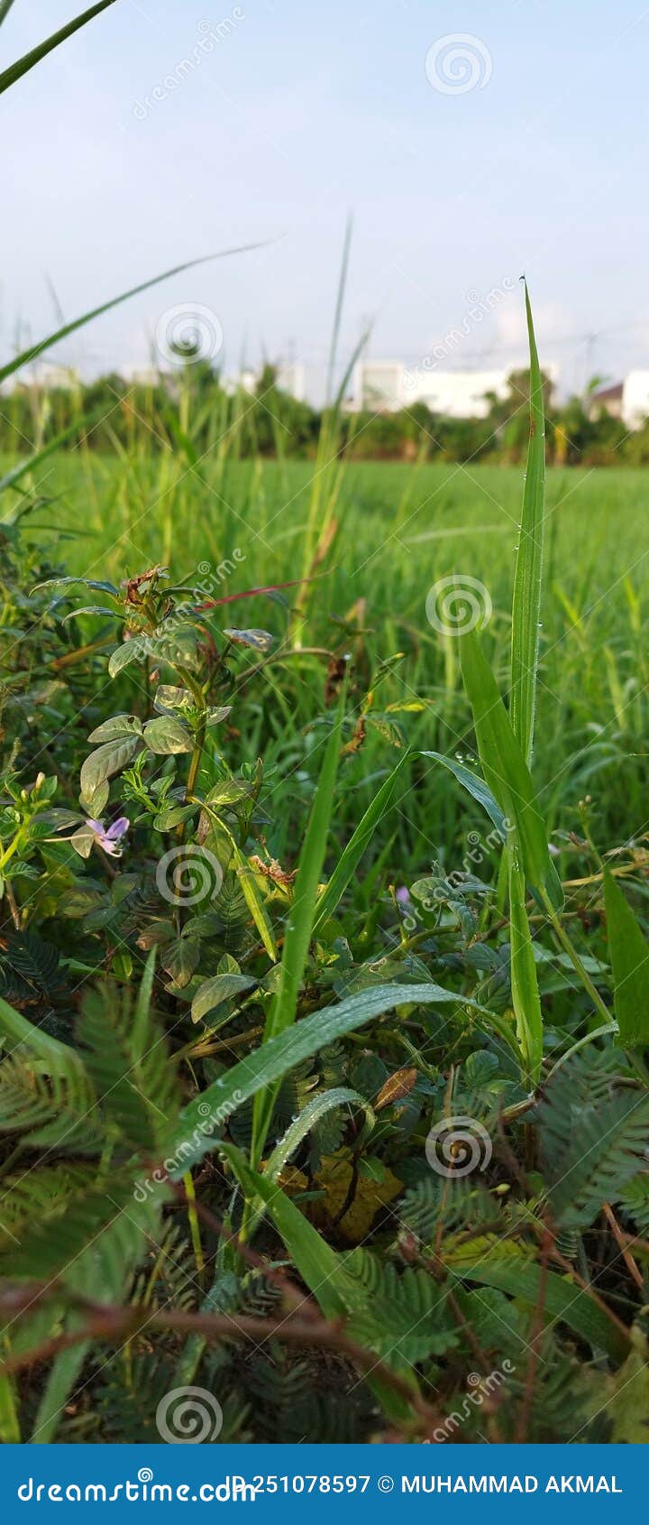 Beautiful Side of Nature with Lovely Day Stock Image - Image of shrub ...